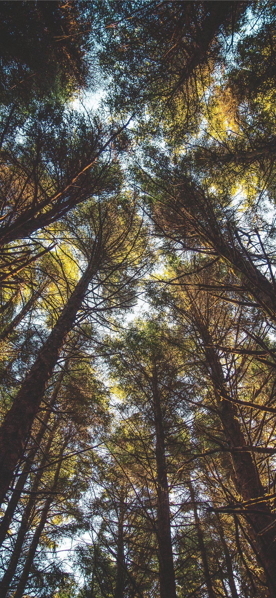 Look Up Wallpapers - Top Free Look Up Backgrounds - WallpaperAccess