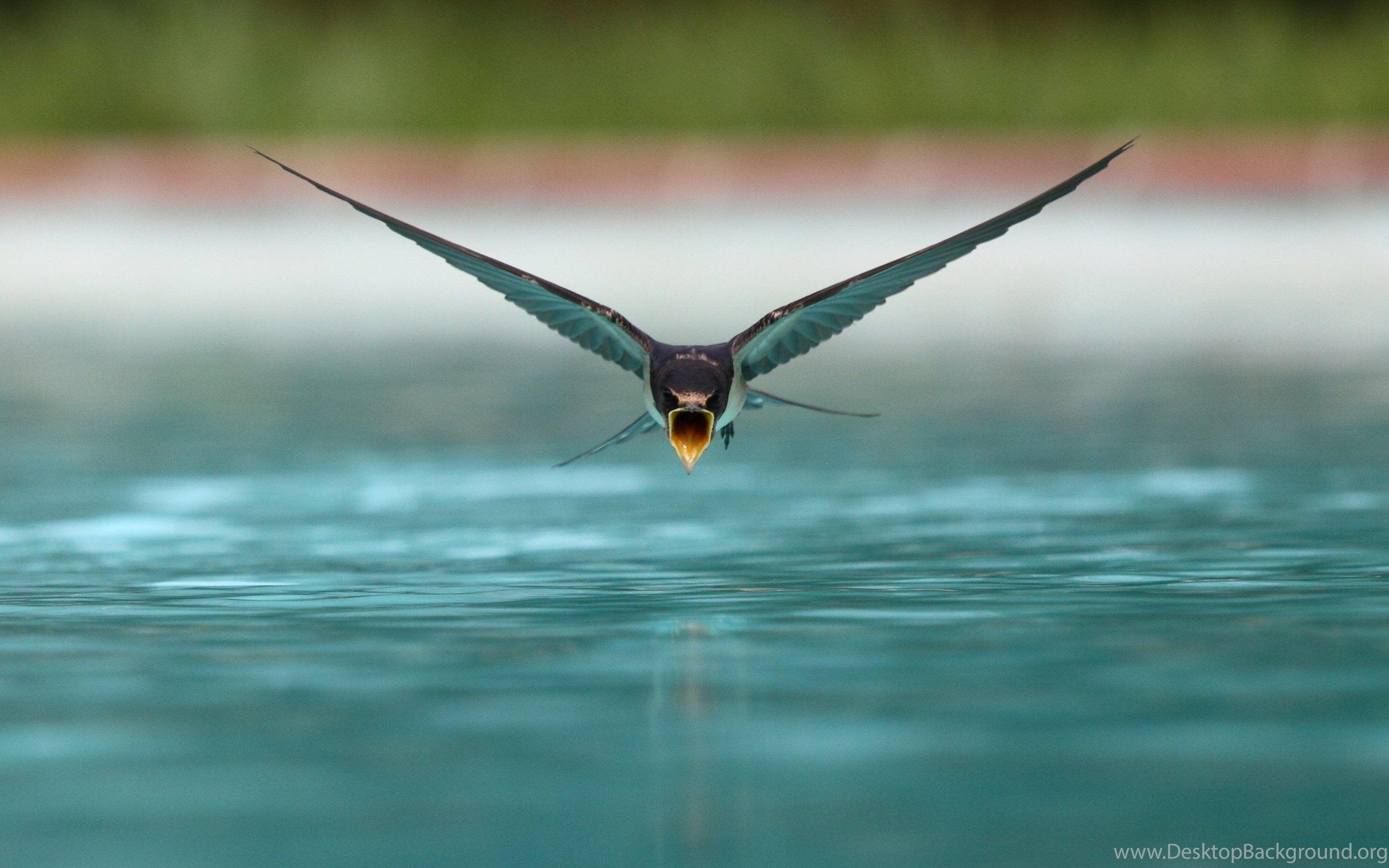 Swallow Wallpapers - Top Free Swallow Backgrounds - WallpaperAccess