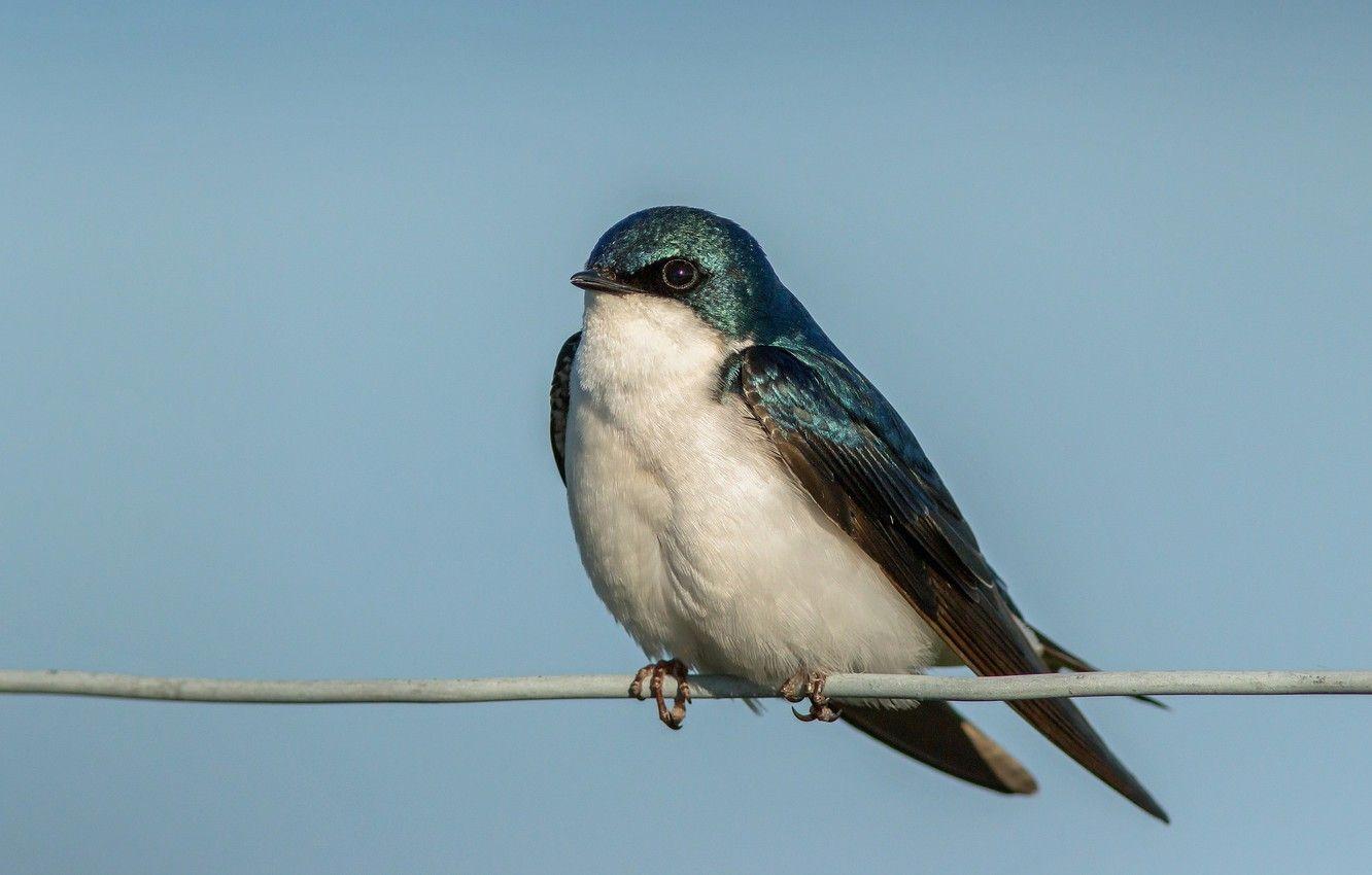 Swallow Wallpapers - Top Free Swallow Backgrounds - WallpaperAccess
