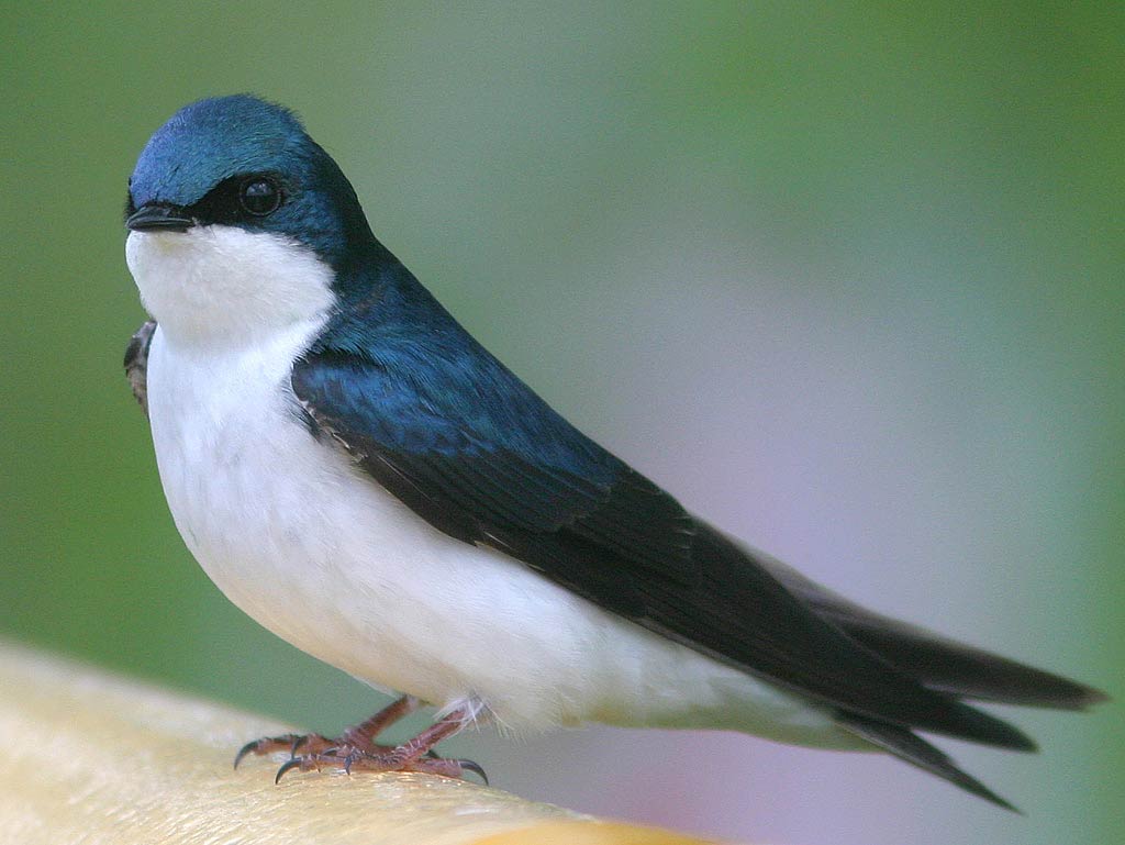 Swallow Wallpapers - Top Free Swallow Backgrounds - WallpaperAccess