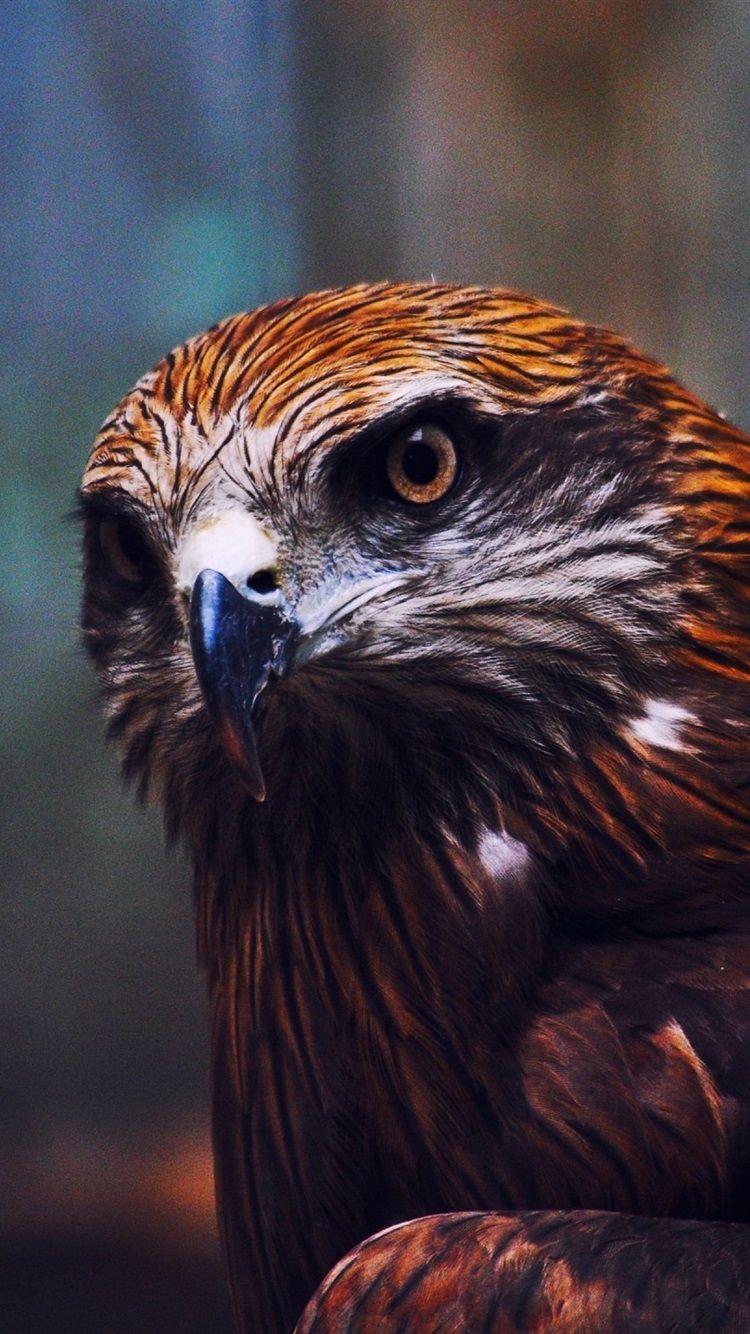 Eagle Eye Wallpapers - Top Free Eagle Eye Backgrounds - WallpaperAccess