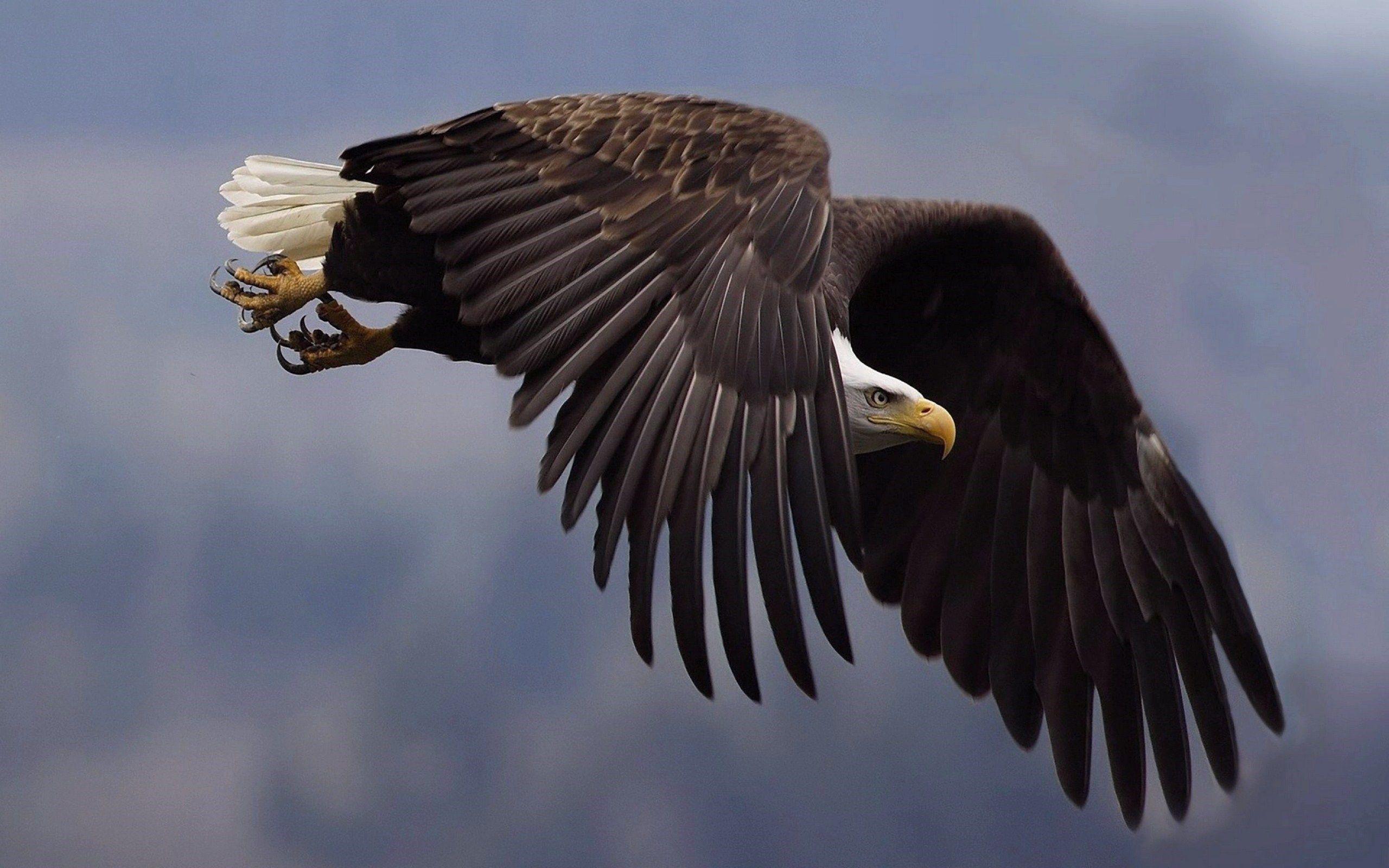 Eagle Eye Wallpapers - Top Free Eagle Eye Backgrounds - WallpaperAccess