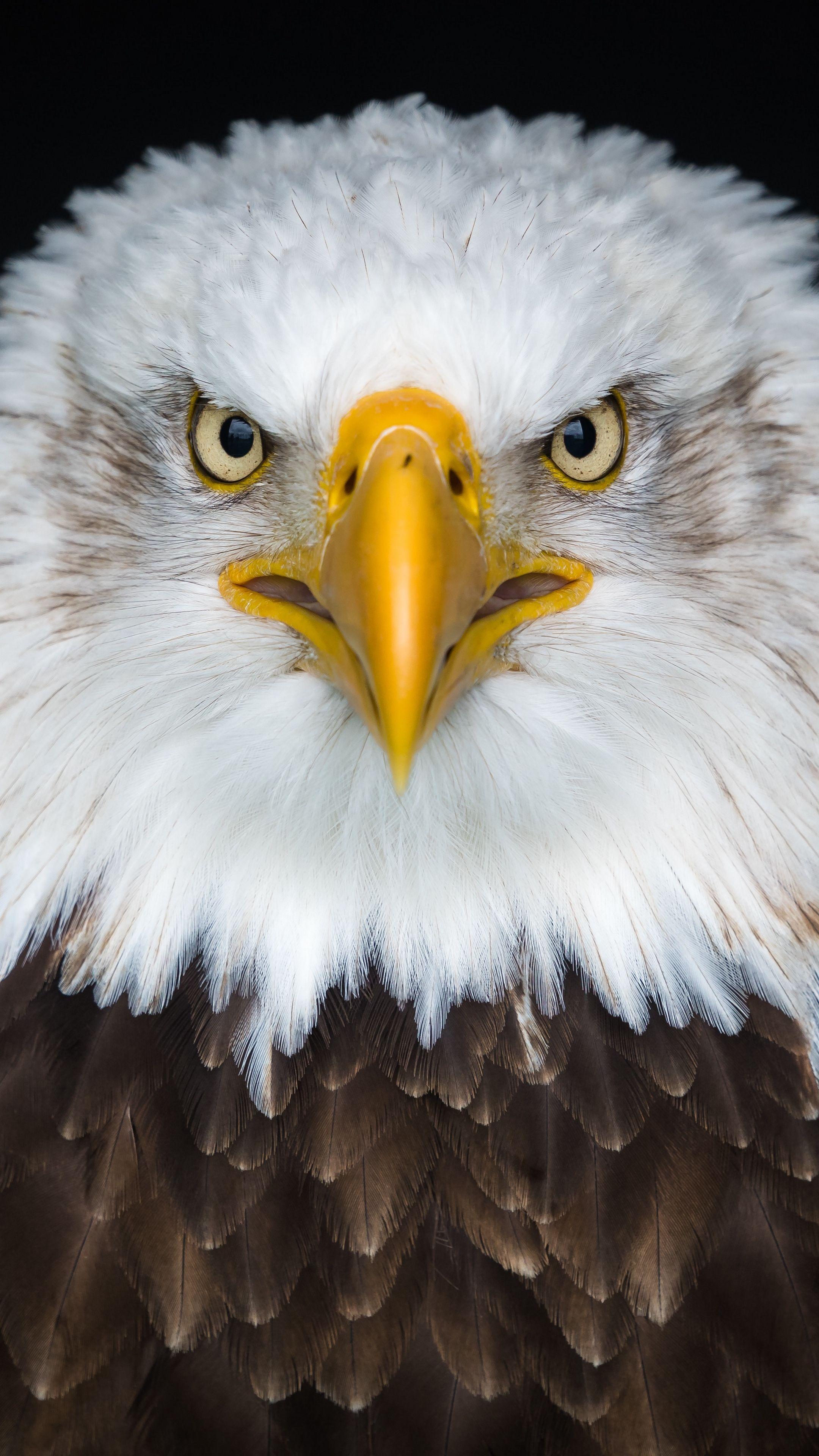 Eagle 4K Wallpapers - Top Free Eagle 4K Backgrounds - WallpaperAccess