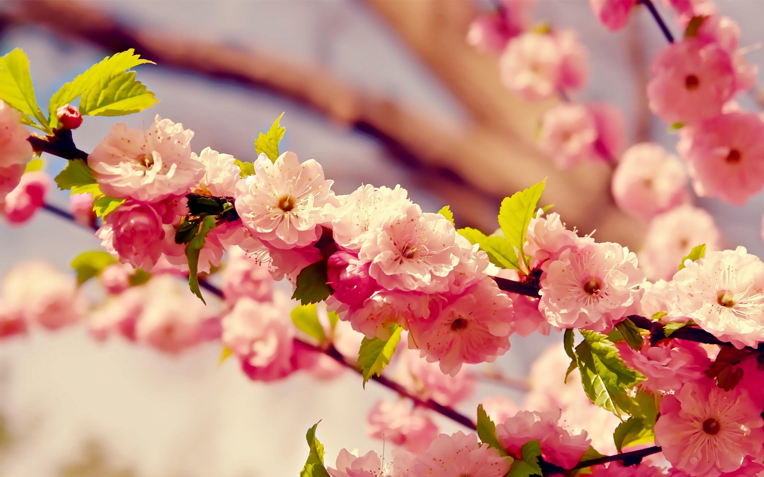 Korean Flower Wallpapers - Top Free Korean Flower Backgrounds ...