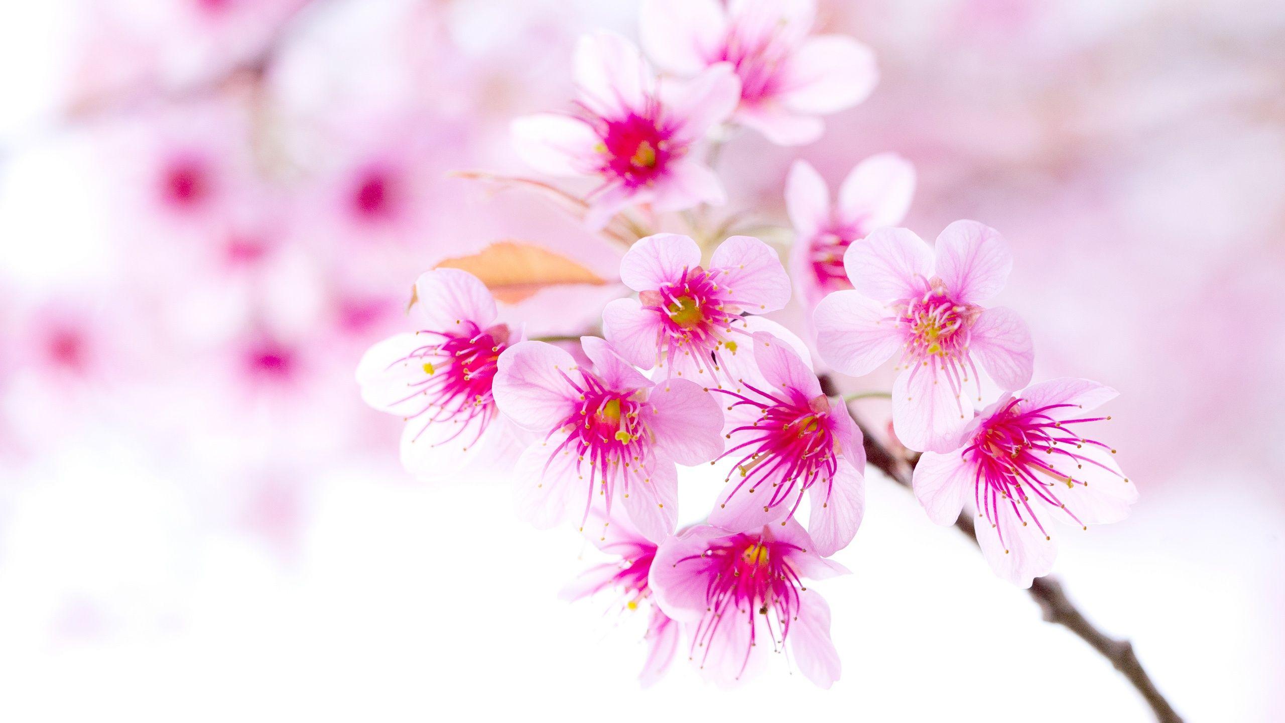 Pink Spring Flowers Wallpapers - Top Free Pink Spring Flowers ...