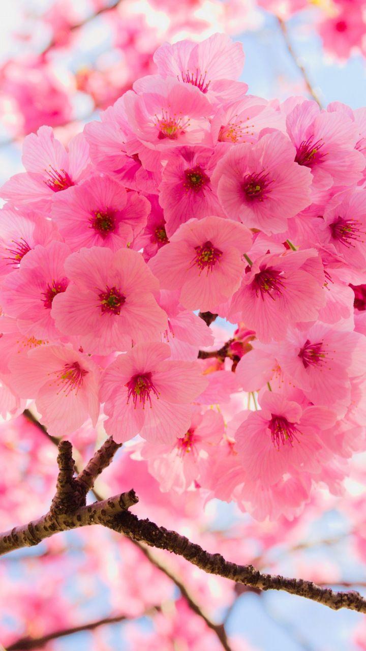 Red Sakura Wallpapers - Top Free Red Sakura Backgrounds - WallpaperAccess