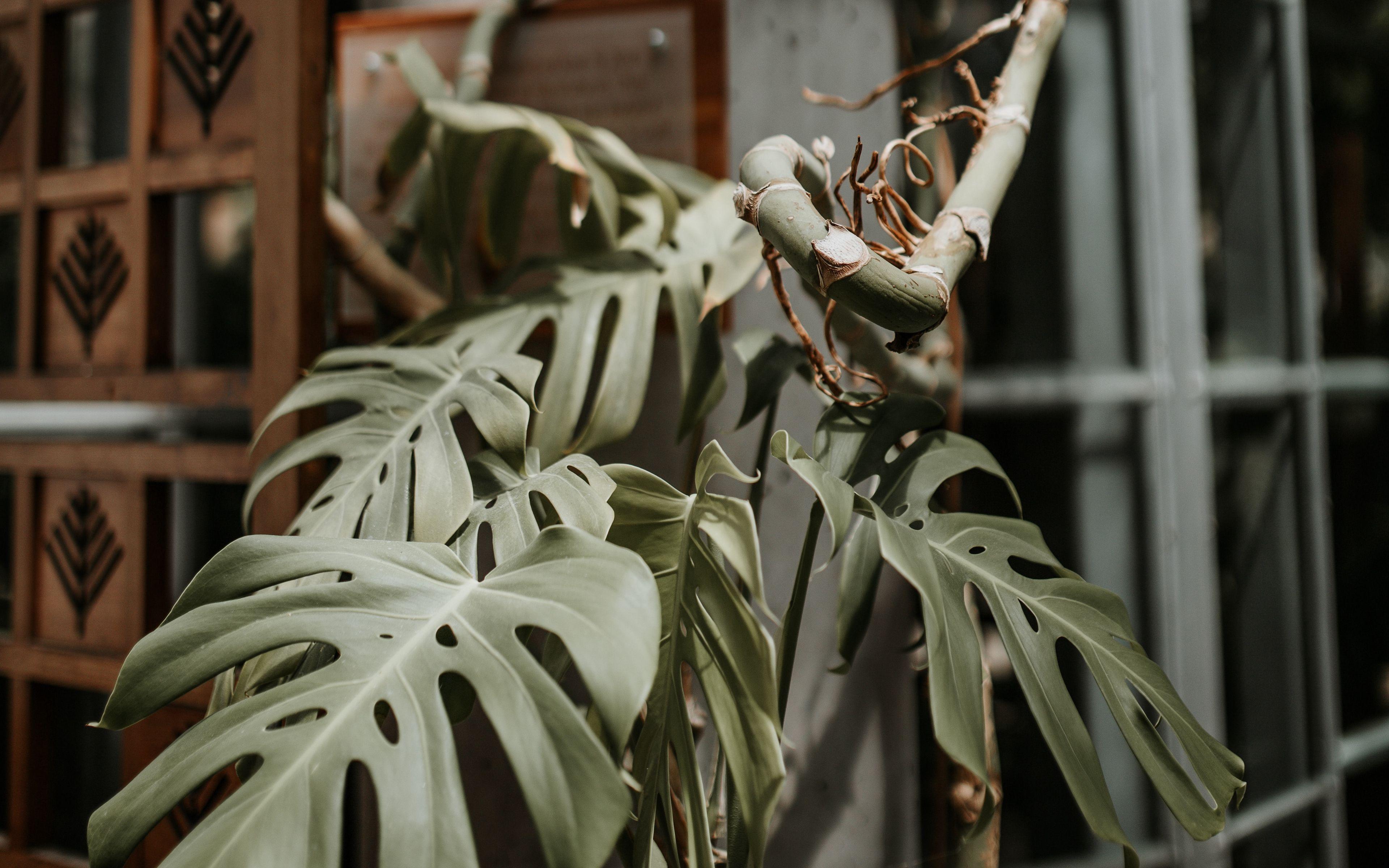 Monstera Deliciosa Wallpapers - Top Free Monstera Deliciosa Backgrounds ...