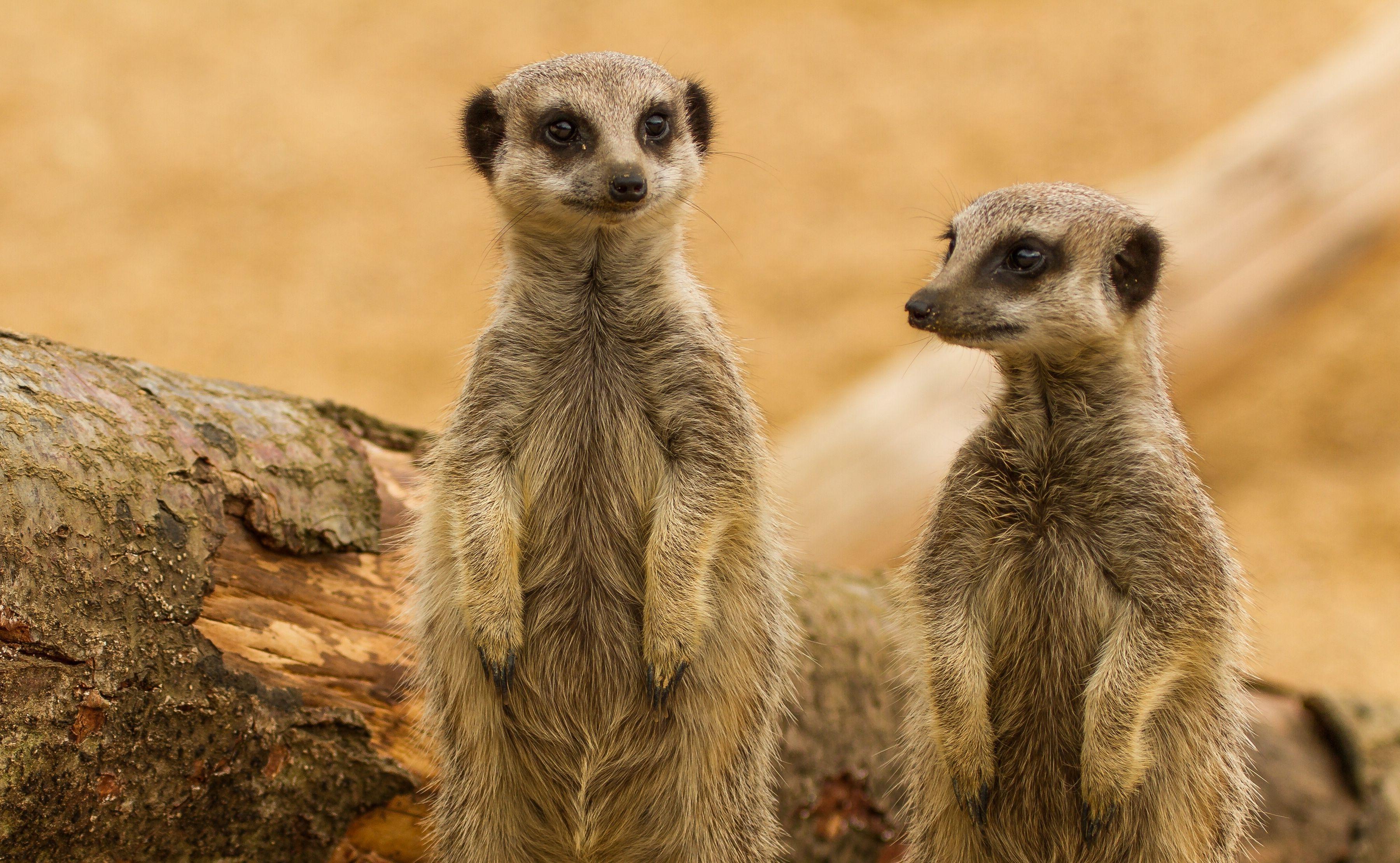 Meerkat Wallpapers - Top Free Meerkat Backgrounds - WallpaperAccess