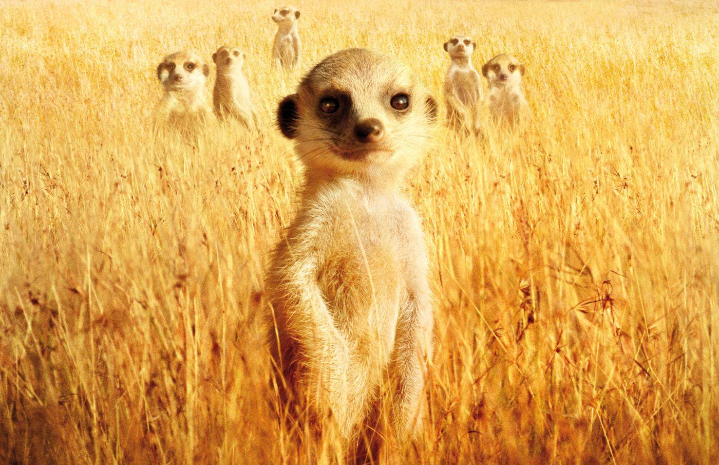 Meerkat Wallpapers - Top Free Meerkat Backgrounds - WallpaperAccess