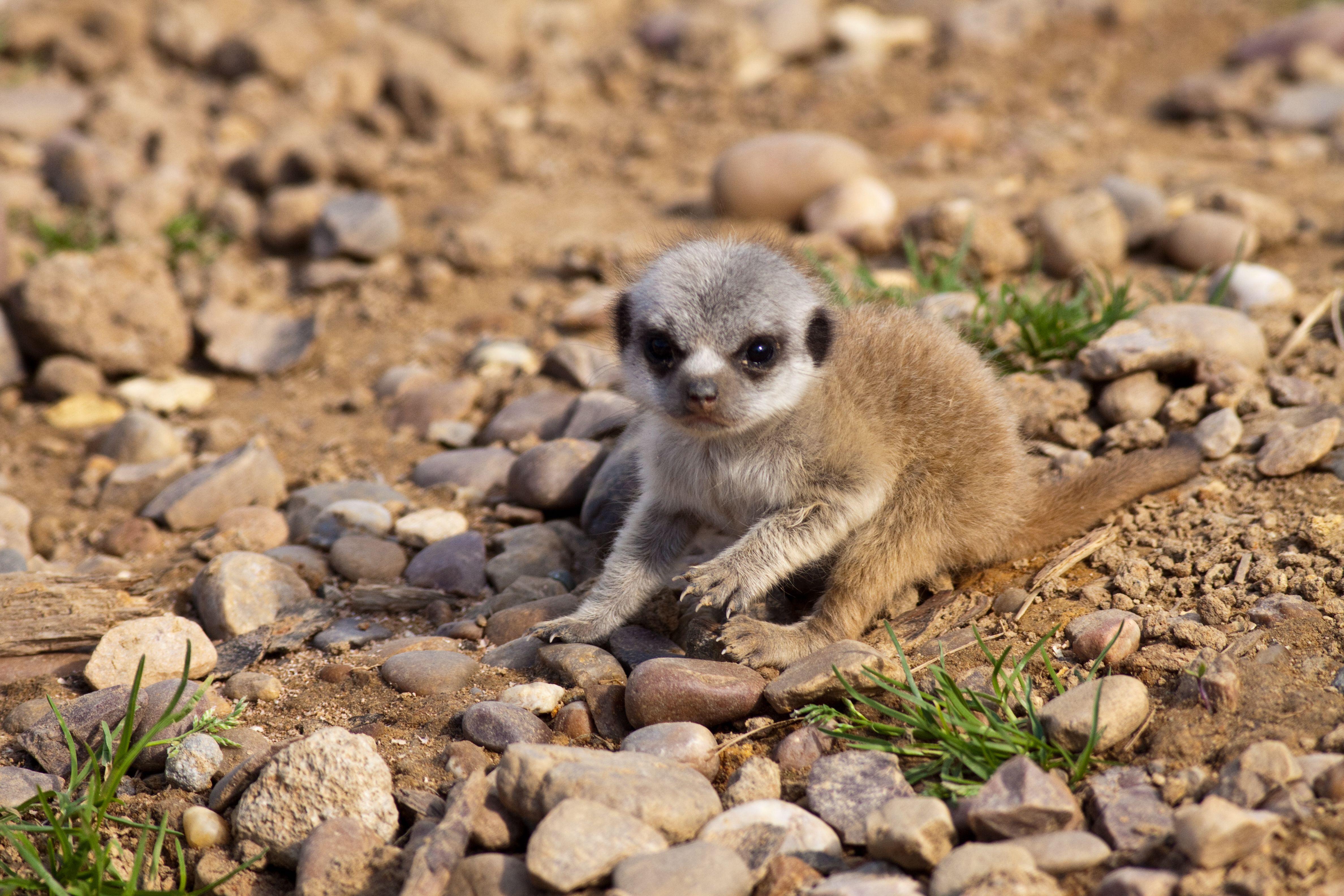 Meerkat Wallpapers - Top Free Meerkat Backgrounds - WallpaperAccess