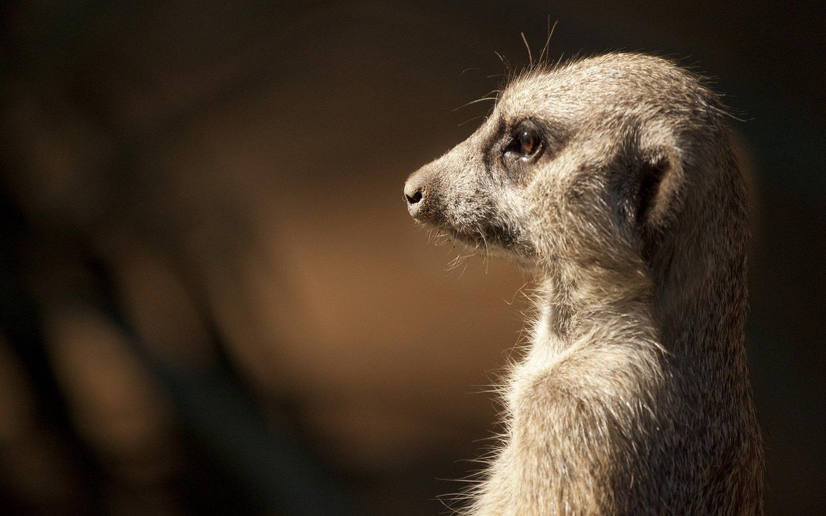 Meerkat Wallpapers - Top Free Meerkat Backgrounds - WallpaperAccess