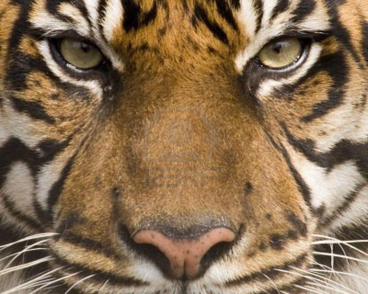 Tiger Face Wallpapers - Top Free Tiger Face Backgrounds - WallpaperAccess