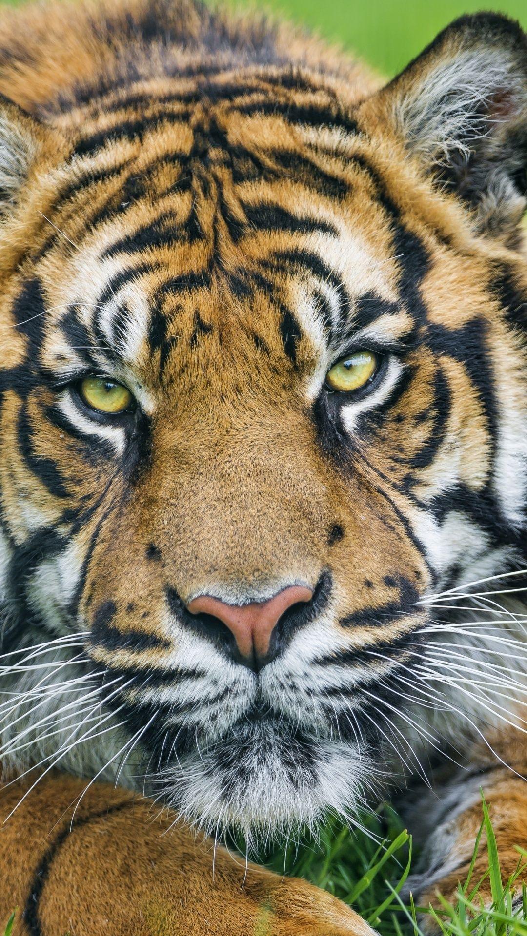 Tiger Face Wallpapers - Top Free Tiger Face Backgrounds - WallpaperAccess