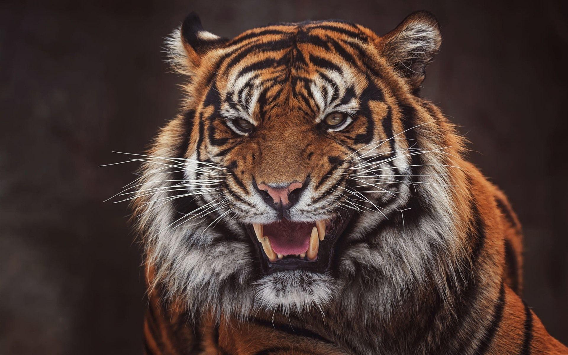 Tiger Face Wallpapers - Top Free Tiger Face Backgrounds - WallpaperAccess