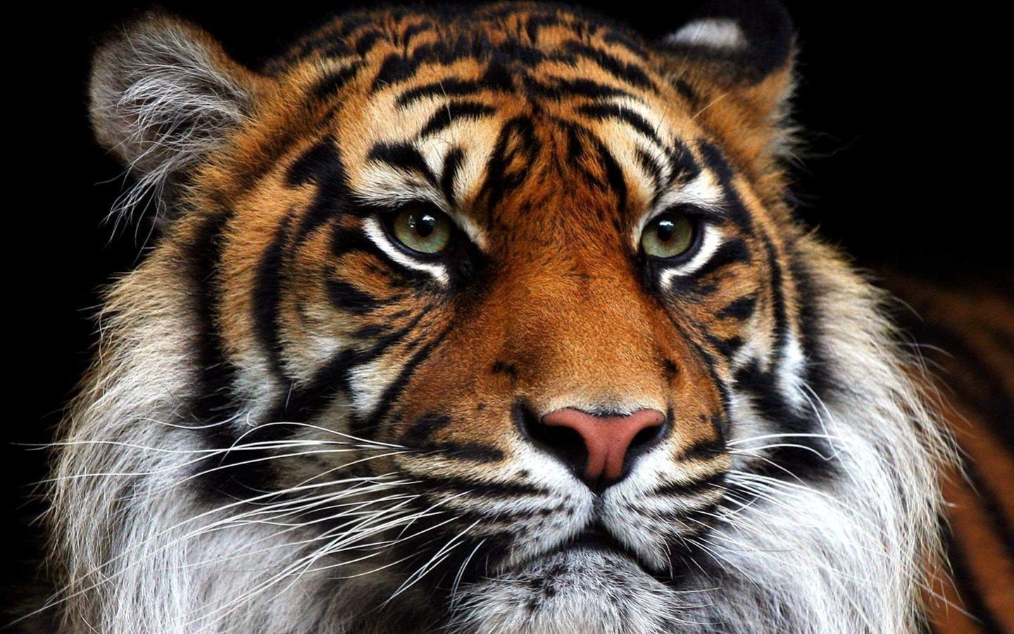 Tiger Face Wallpapers - Top Free Tiger Face Backgrounds - WallpaperAccess Tiger Face Wallpapers - Top Free Tiger Face Backgrounds - WallpaperAccess