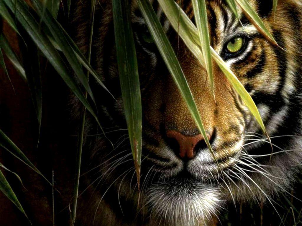 Tiger Face Wallpapers - Top Free Tiger Face Backgrounds - WallpaperAccess