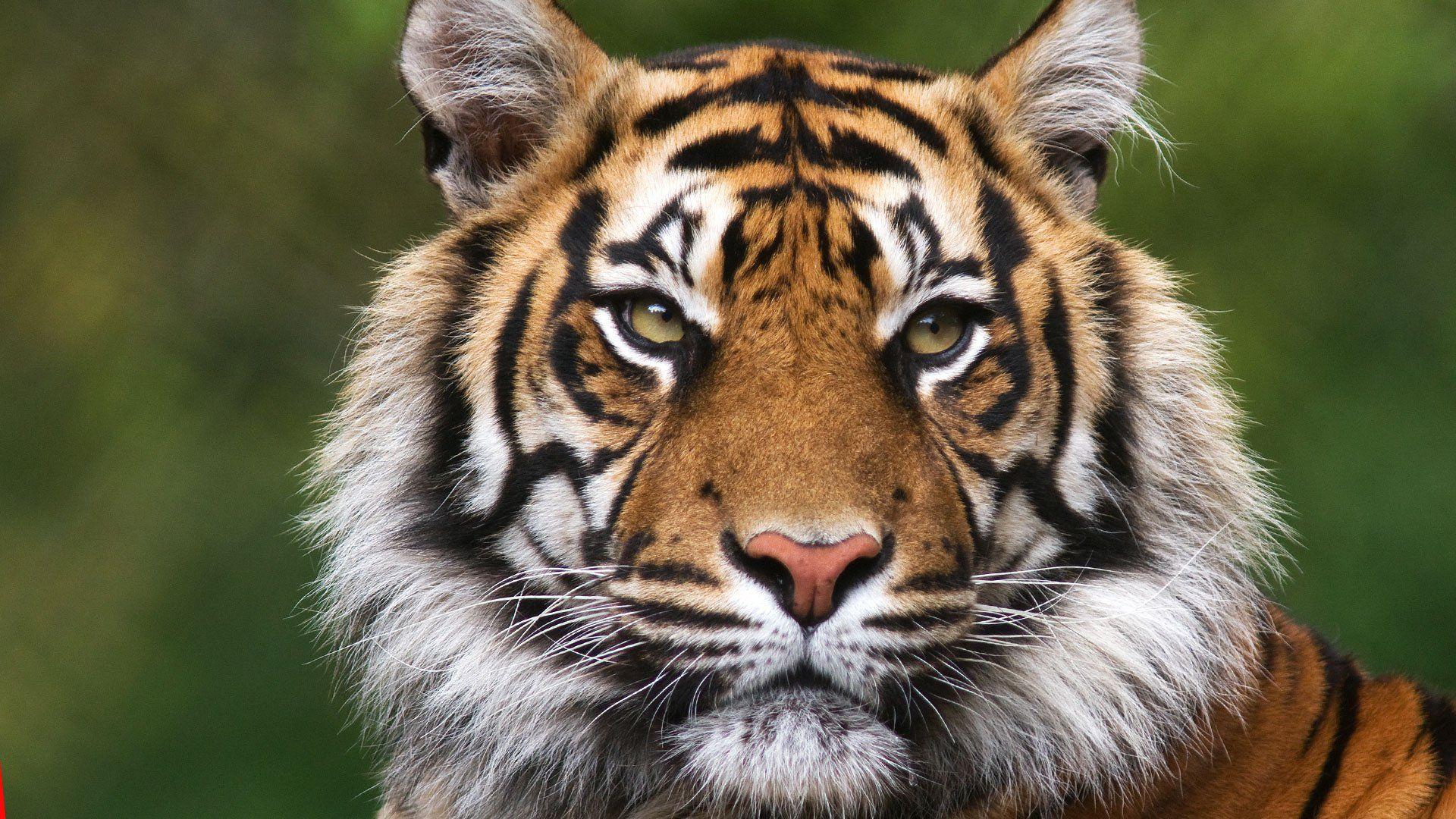 Tiger Face Wallpapers - Top Free Tiger Face Backgrounds - WallpaperAccess