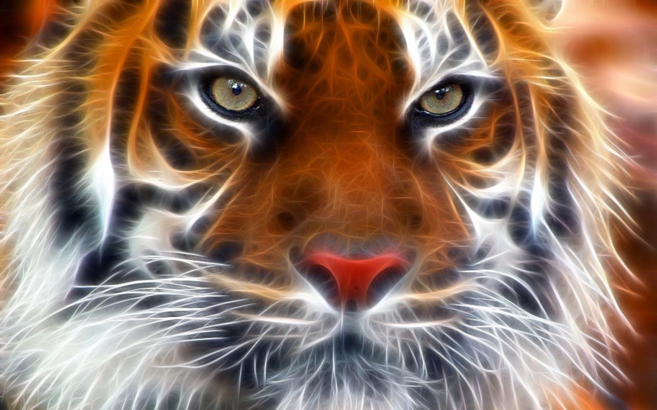 Tiger Face Wallpapers - Top Free Tiger Face Backgrounds - WallpaperAccess