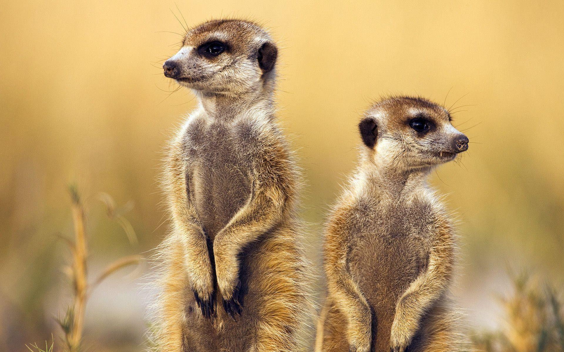 Baby Meerkats Wallpapers - Top Free Baby Meerkats Backgrounds ...