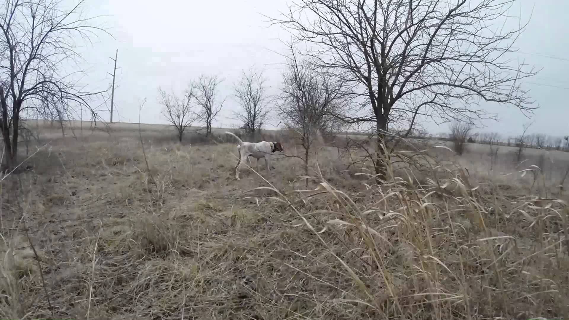 Upland Hunting Wallpapers - Top Free Upland Hunting Backgrounds ...