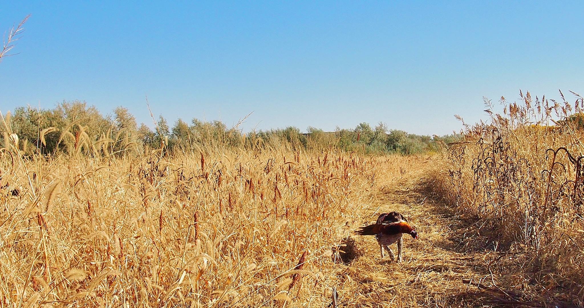 Upland Hunting Wallpapers - Top Free Upland Hunting Backgrounds ...