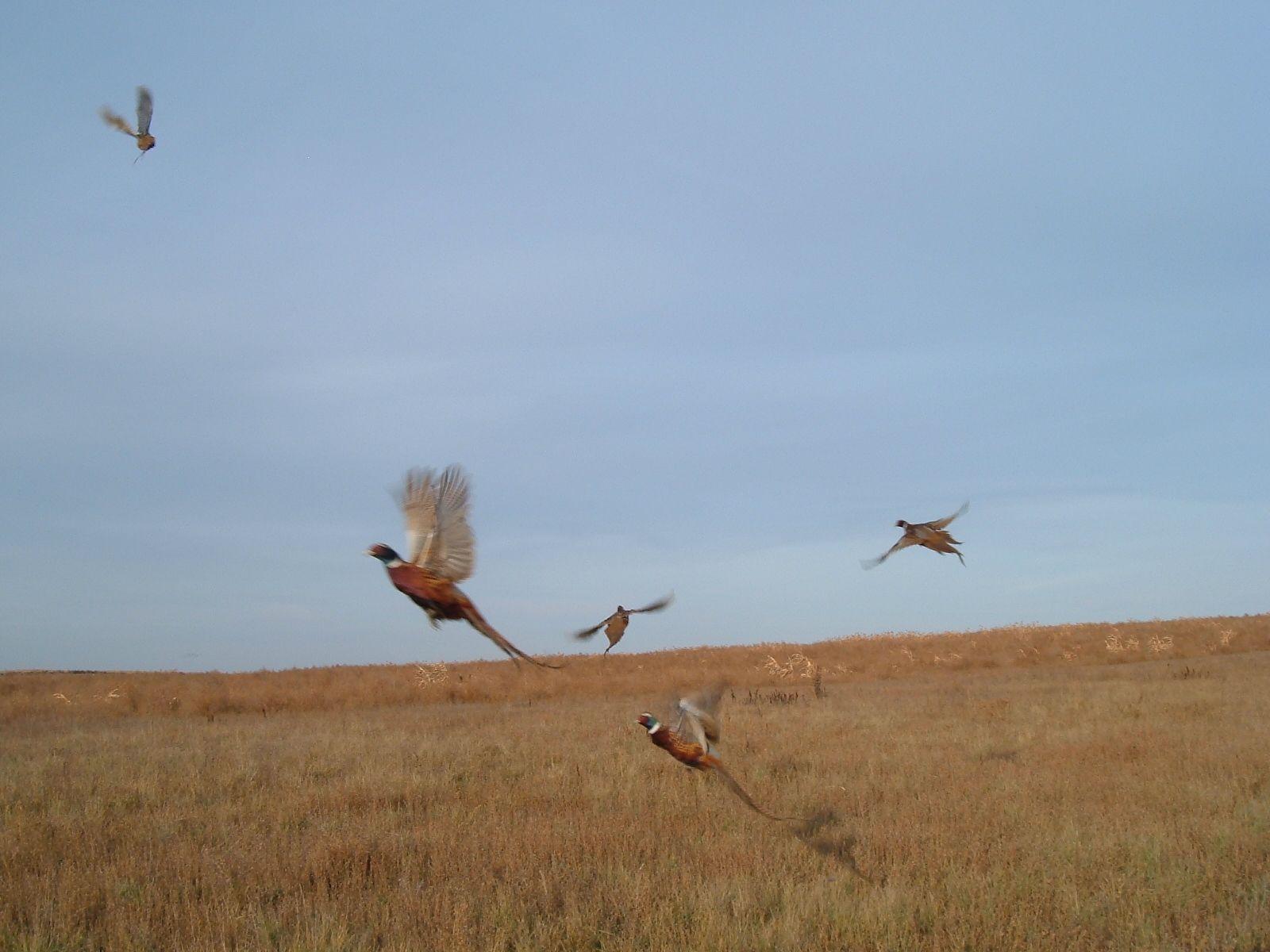 Upland Hunting Wallpapers - Top Free Upland Hunting Backgrounds ...