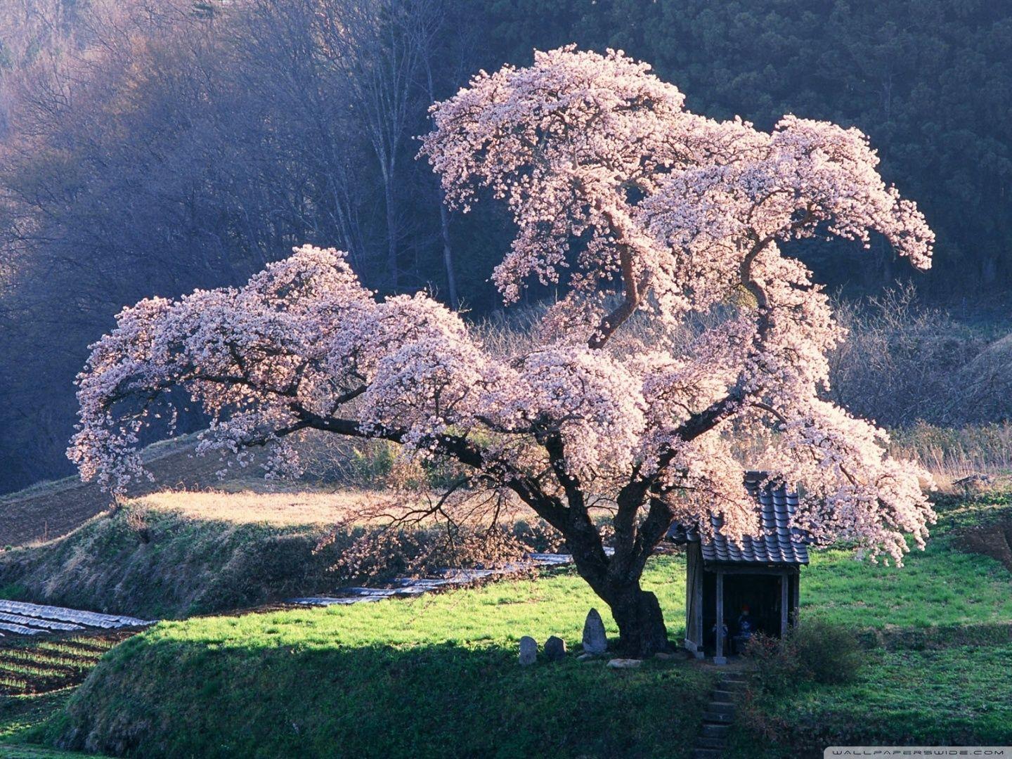 Beautiful Spring View Wallpapers - Top Free Beautiful Spring View ...