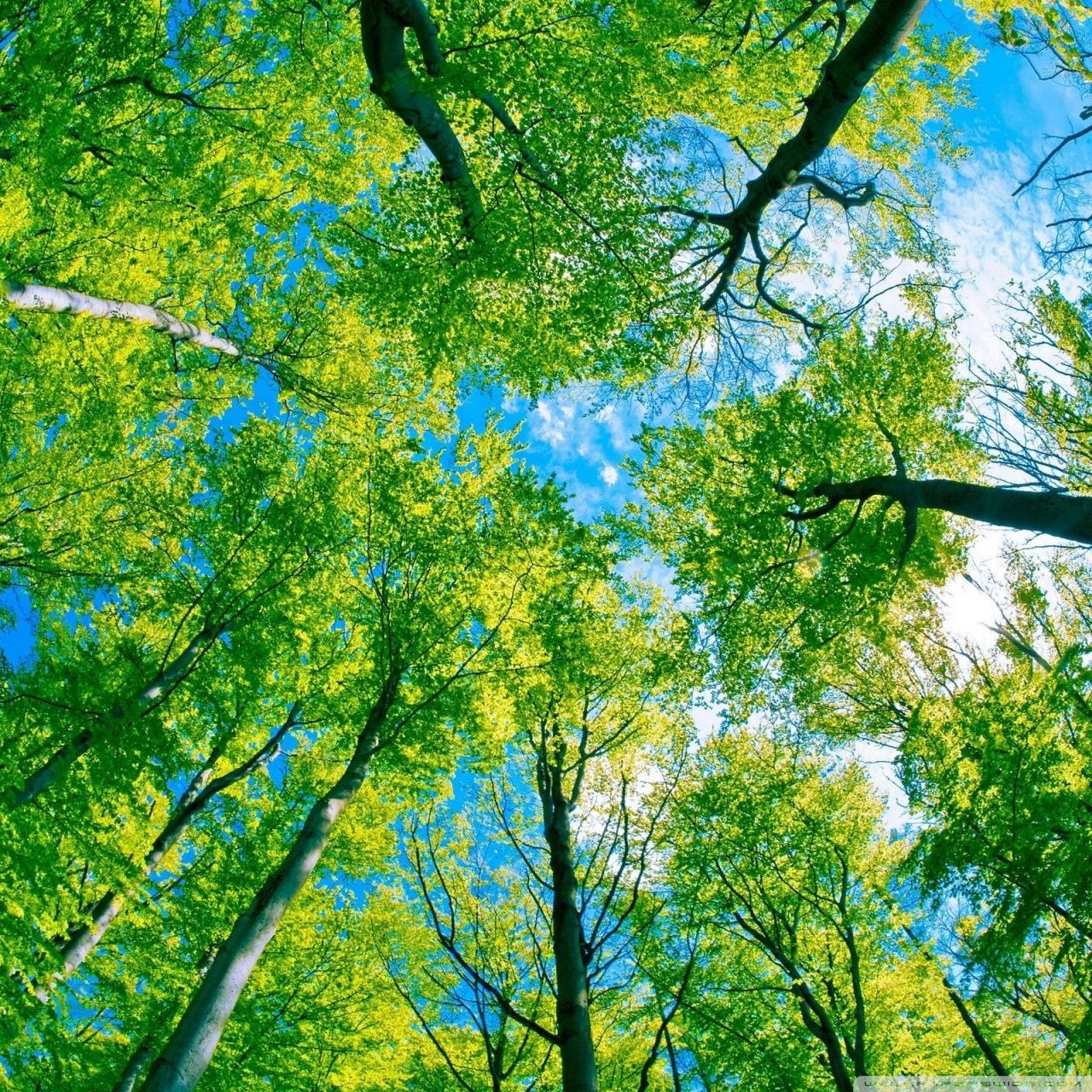 Natural View Wallpapers - Top Free Natural View Backgrounds ...