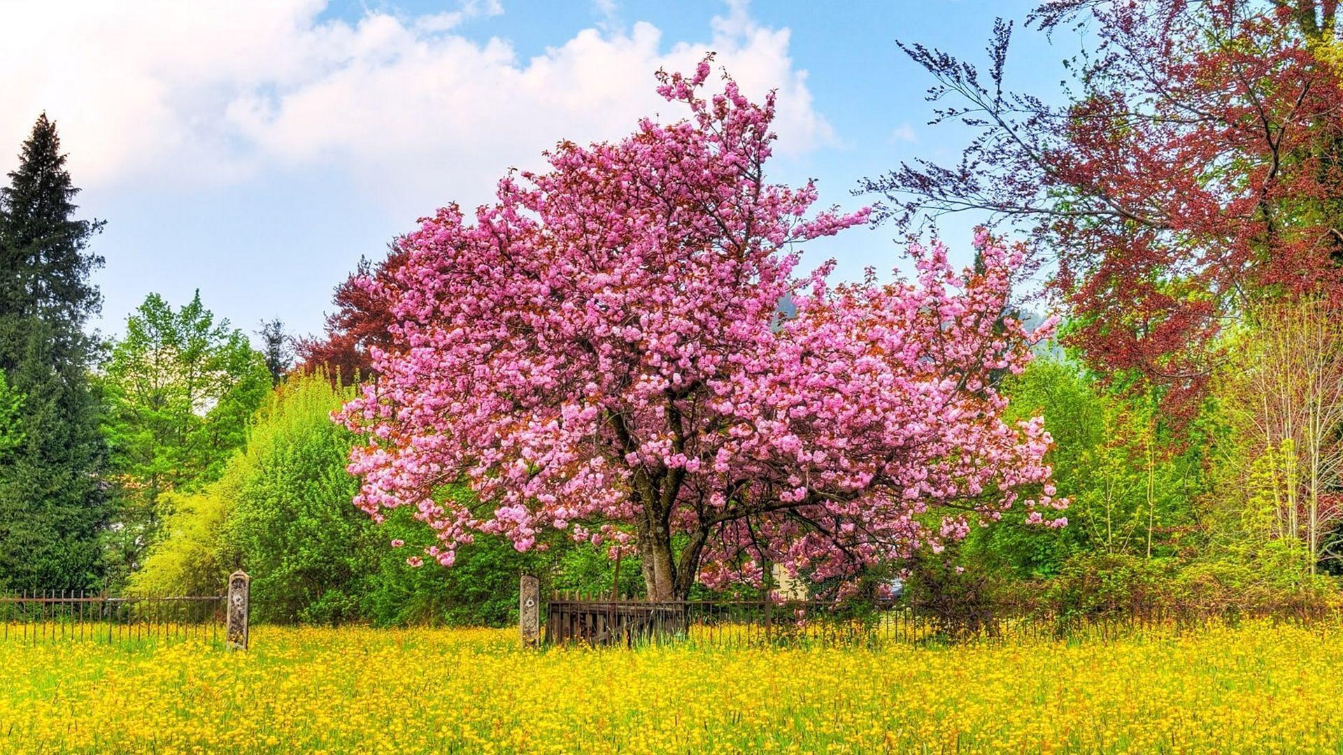 Beautiful Spring View Wallpapers - Top Free Beautiful Spring View ...