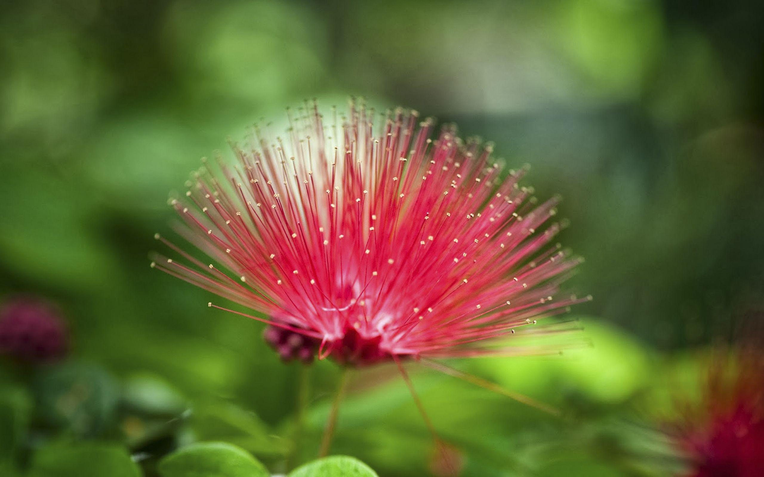 Beautiful Red Desktop Wallpapers - Top Free Beautiful Red Desktop ...