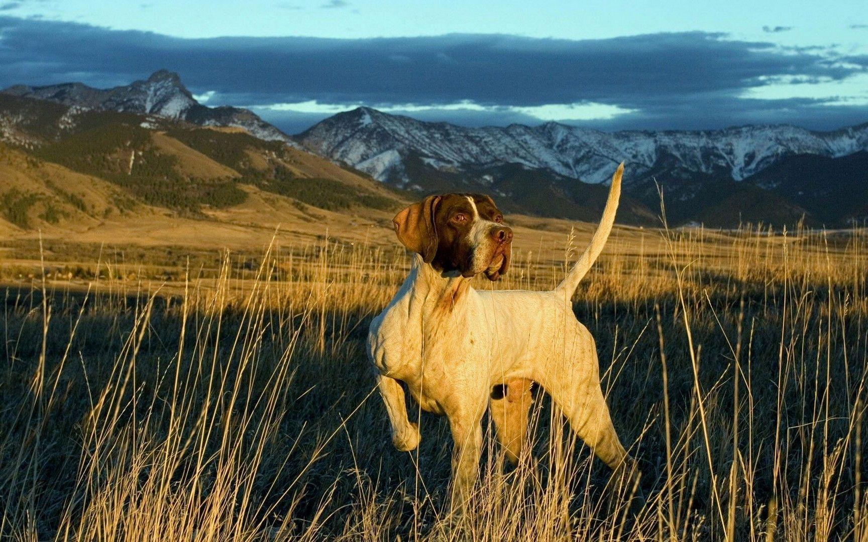 Upland Hunting Wallpapers - Top Free Upland Hunting Backgrounds ...