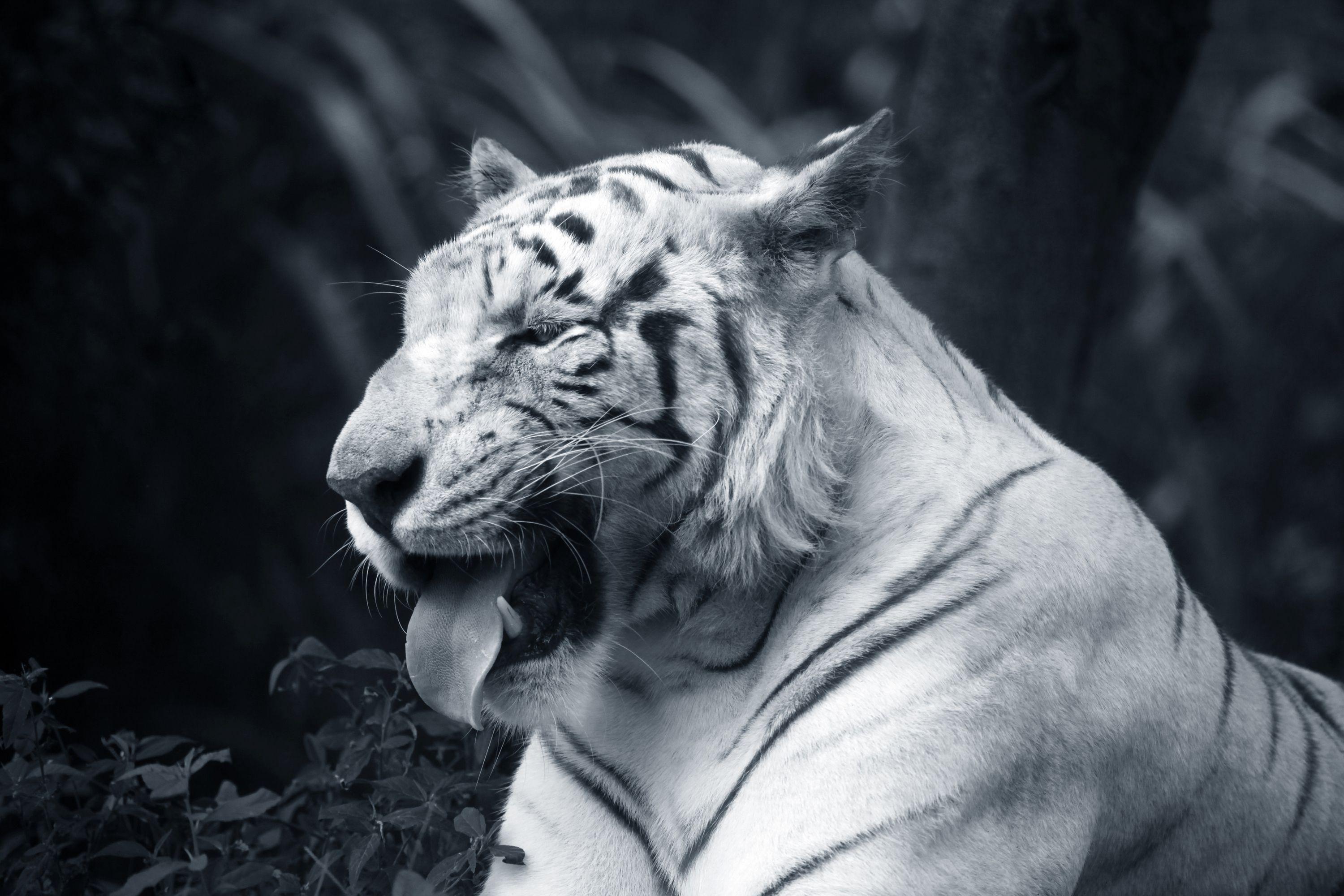 White Tiger Face Wallpapers - Top Free White Tiger Face Backgrounds ...
