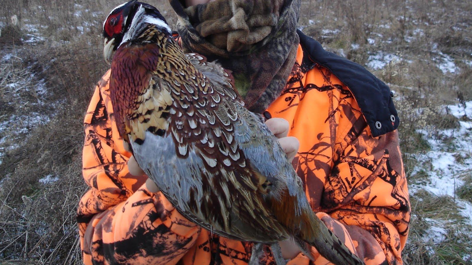 Upland Hunting Wallpapers - Top Free Upland Hunting Backgrounds ...