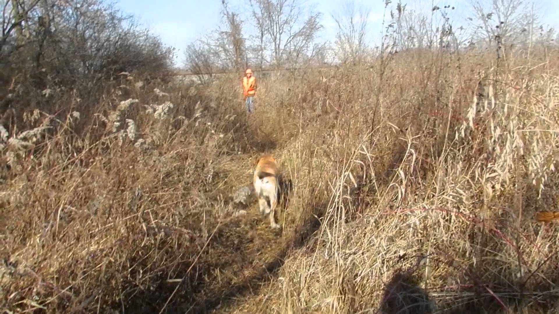 Upland Hunting Wallpapers - Top Free Upland Hunting Backgrounds ...
