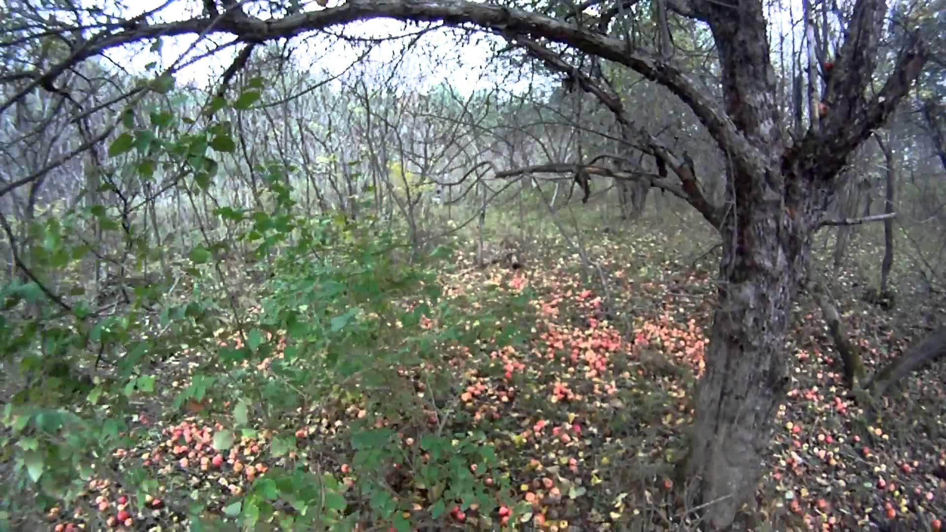 Upland Hunting Wallpapers - Top Free Upland Hunting Backgrounds ...