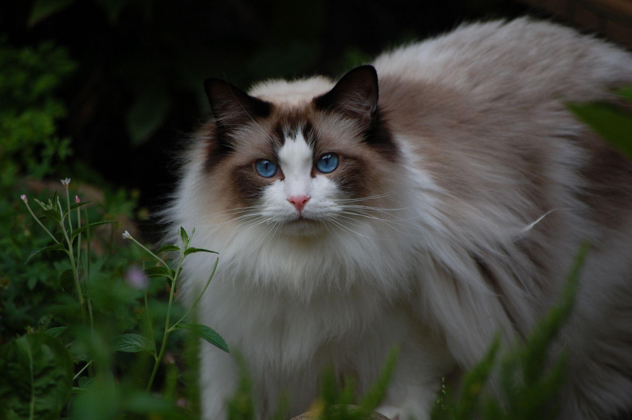 Ragdoll Cat Wallpapers - Top Free Ragdoll Cat Backgrounds - WallpaperAccess