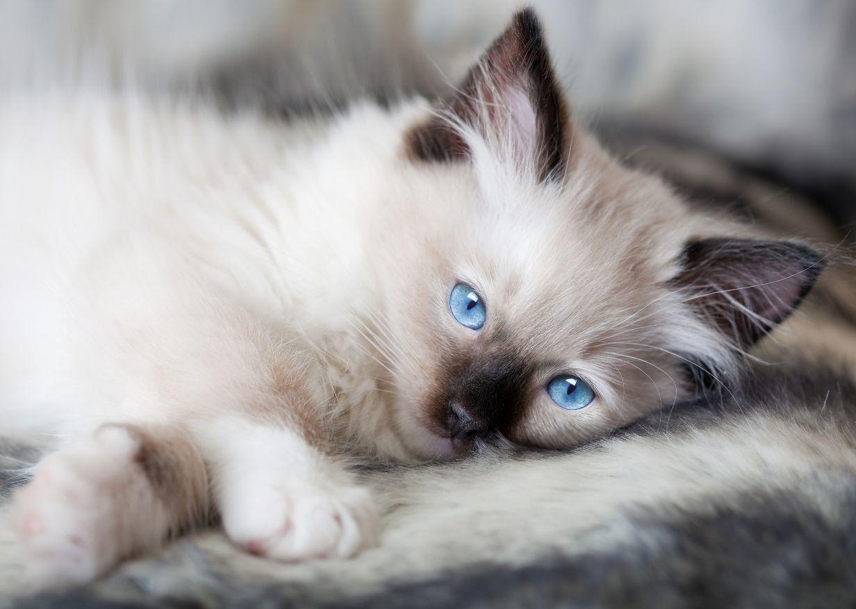 Ragdoll Cat Wallpapers Top Free Ragdoll Cat Backgrounds Wallpaperaccess
