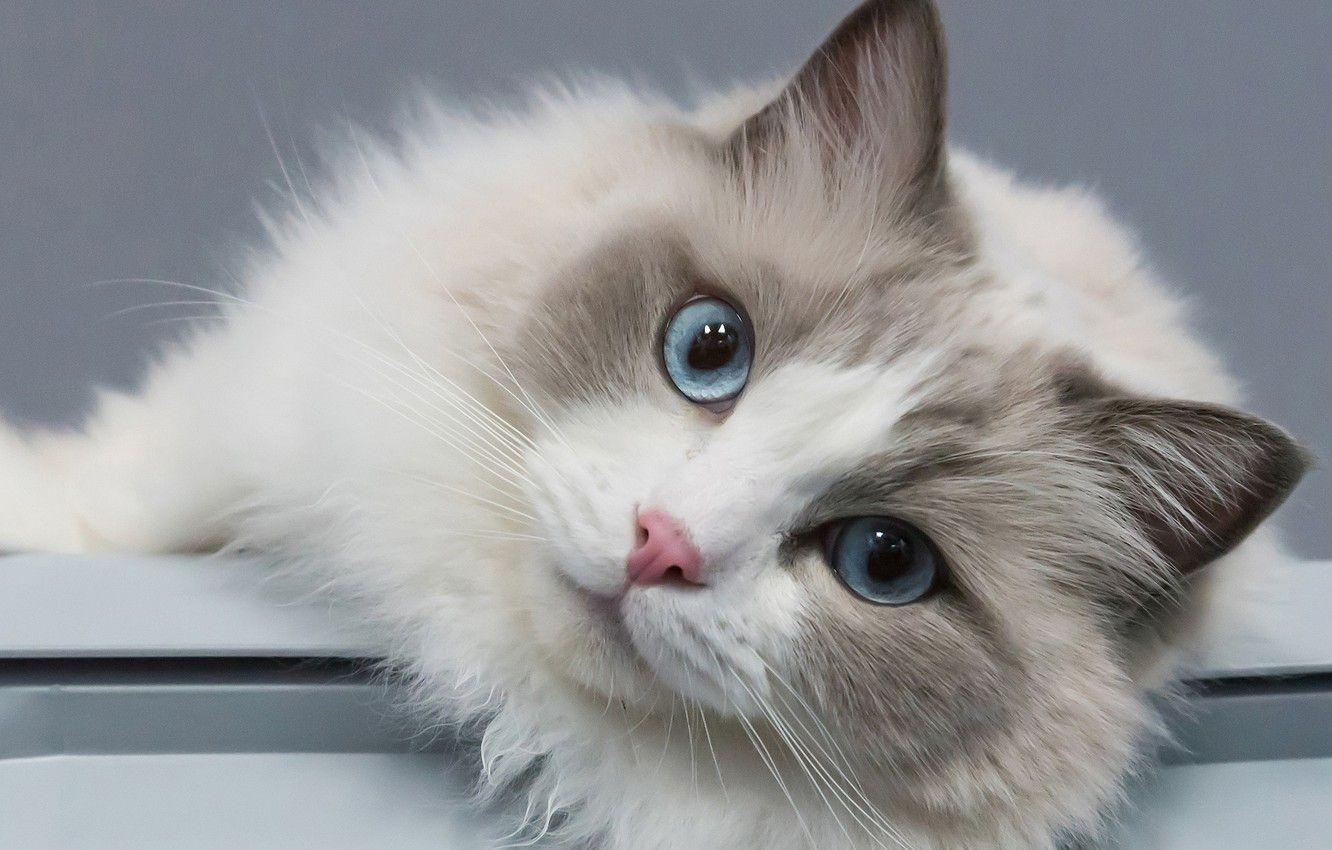 Ragdoll Cat Wallpapers - Top Free Ragdoll Cat Backgrounds - WallpaperAccess
