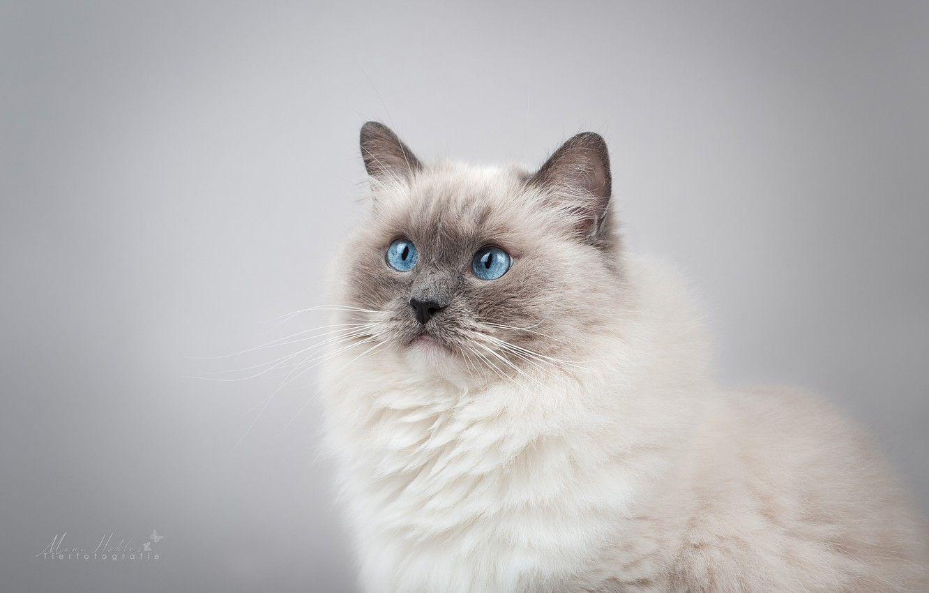 Ragdoll Wallpapers - Top Free Ragdoll Backgrounds - WallpaperAccess
