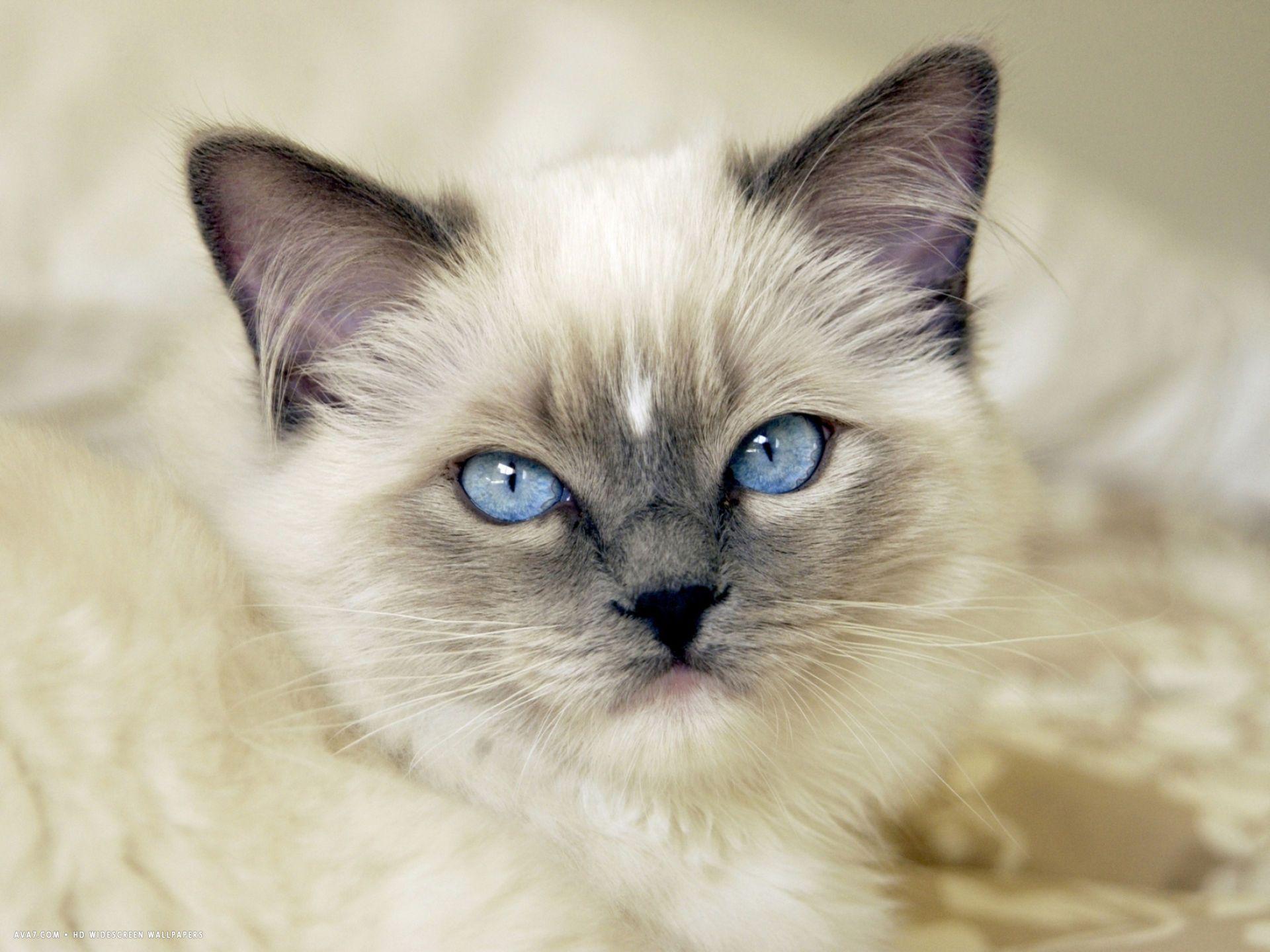 Ragdoll Cat Wallpapers - Top Free Ragdoll Cat Backgrounds - WallpaperAccess