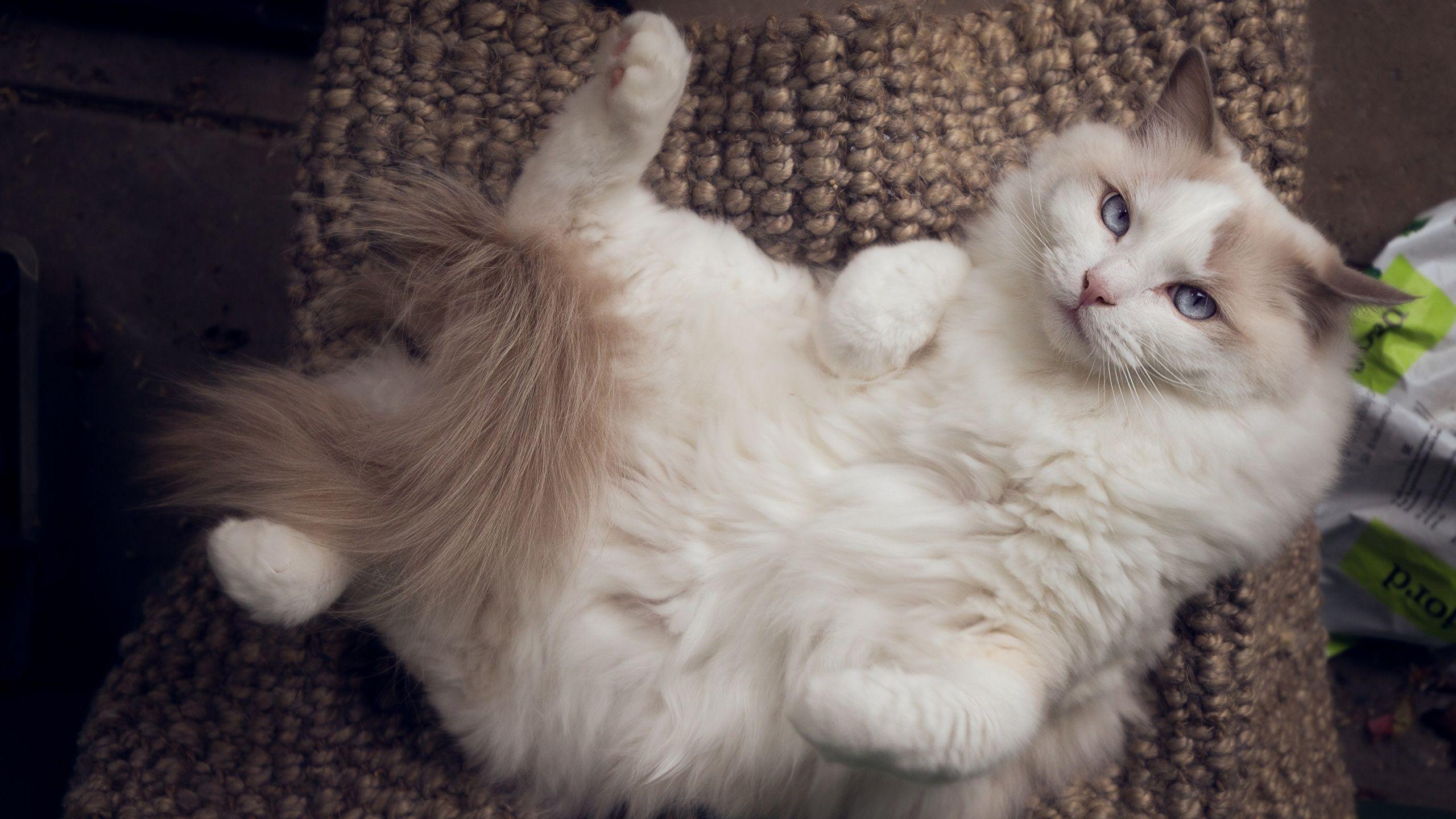 Ragdoll Cat Wallpapers - Top Free Ragdoll Cat Backgrounds - WallpaperAccess