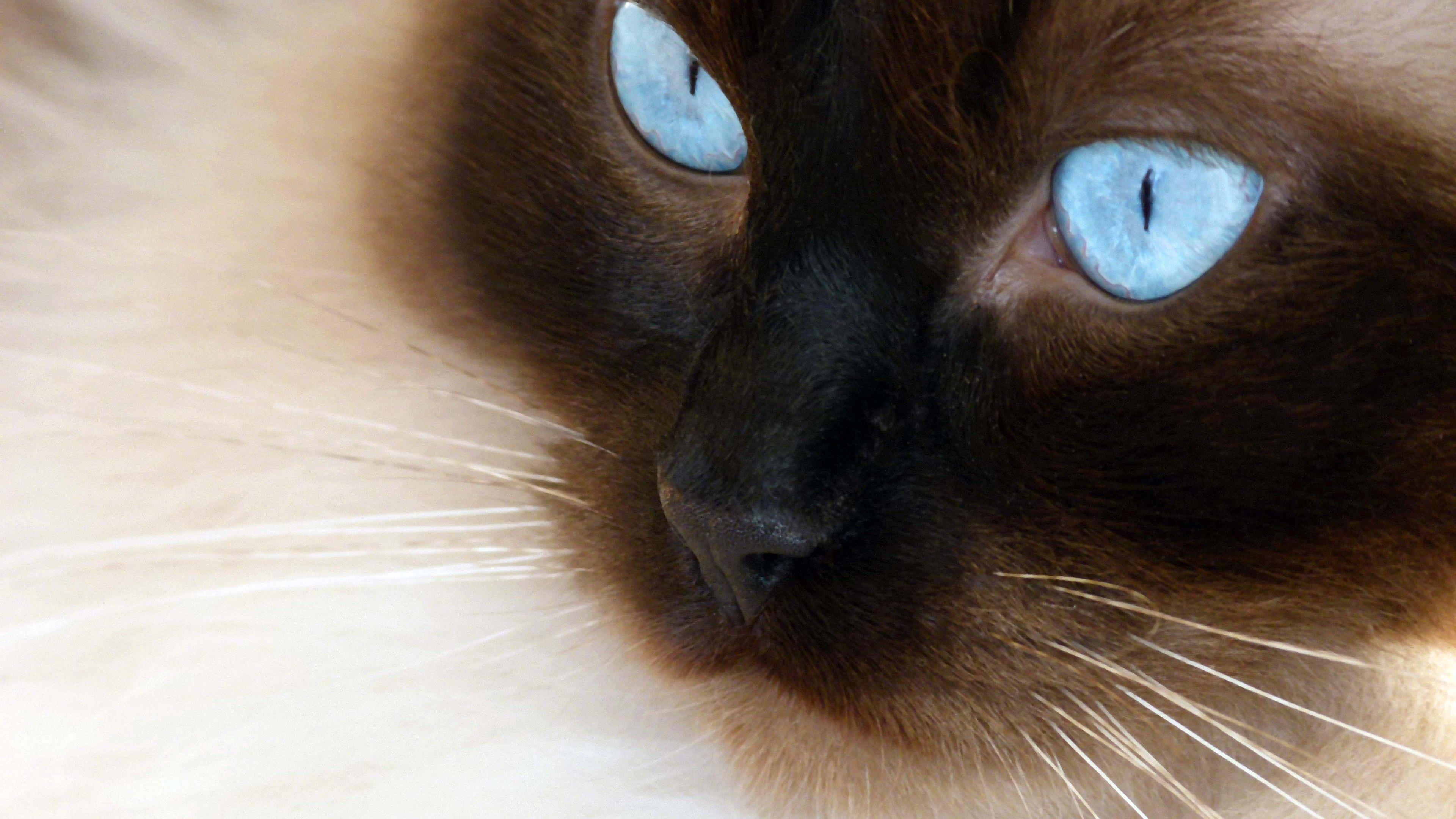 Ragdoll Wallpapers - Top Free Ragdoll Backgrounds - WallpaperAccess