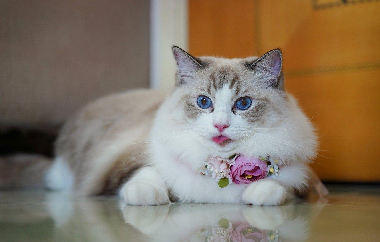 Ragdoll Wallpapers - Top Free Ragdoll Backgrounds - WallpaperAccess