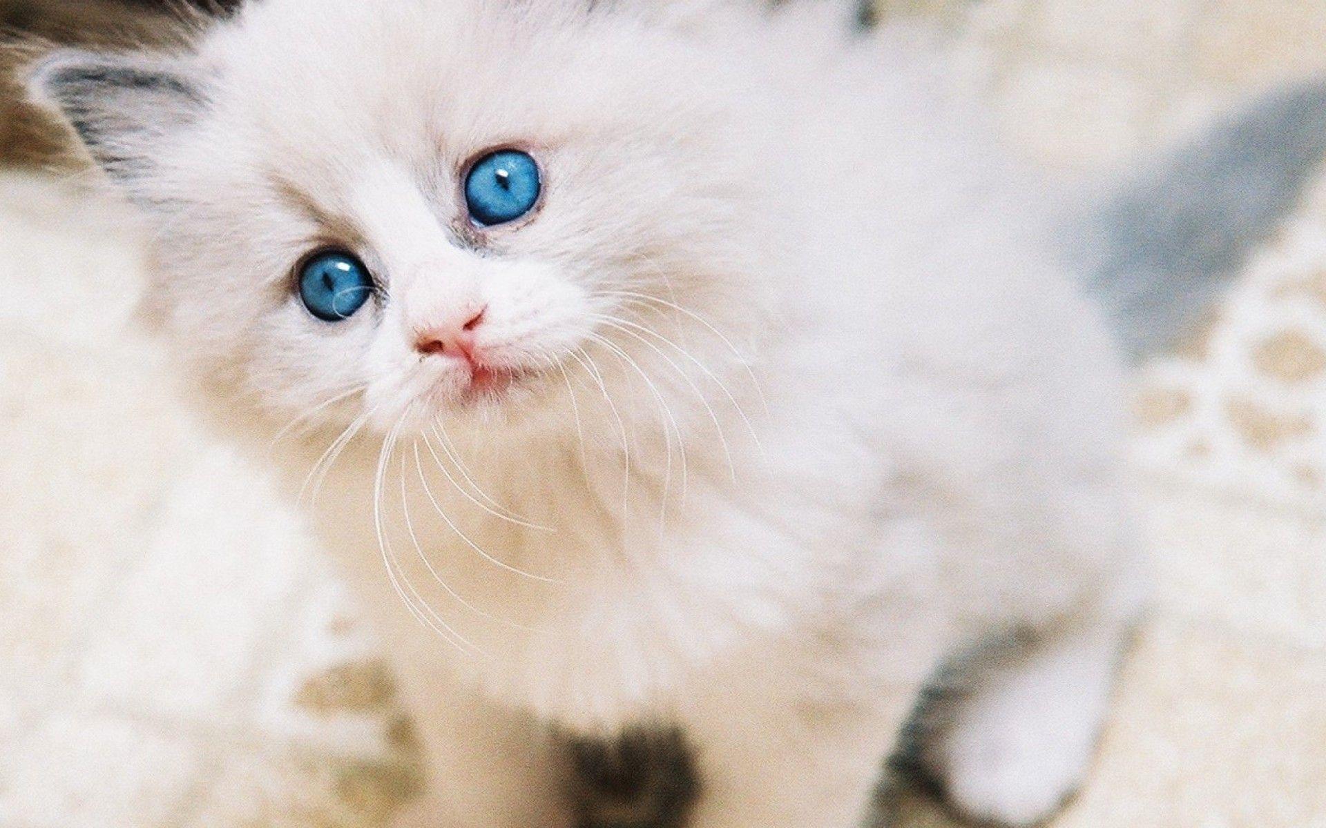Ragdoll Wallpapers - Top Free Ragdoll Backgrounds - WallpaperAccess