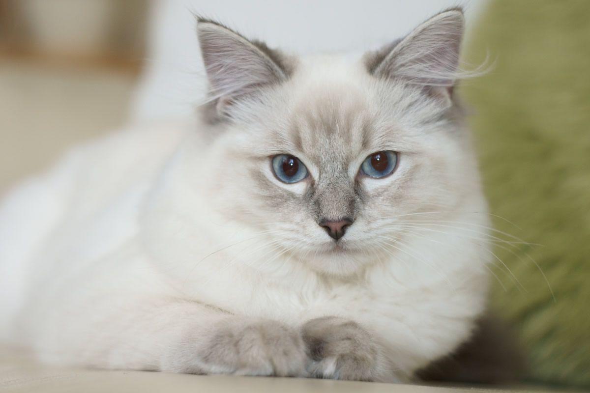 Ragdoll Wallpapers - Top Free Ragdoll Backgrounds - WallpaperAccess