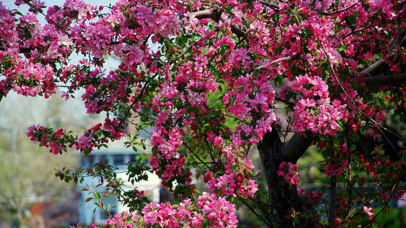 Flower Tree Wallpapers - Top Free Flower Tree Backgrounds - WallpaperAccess