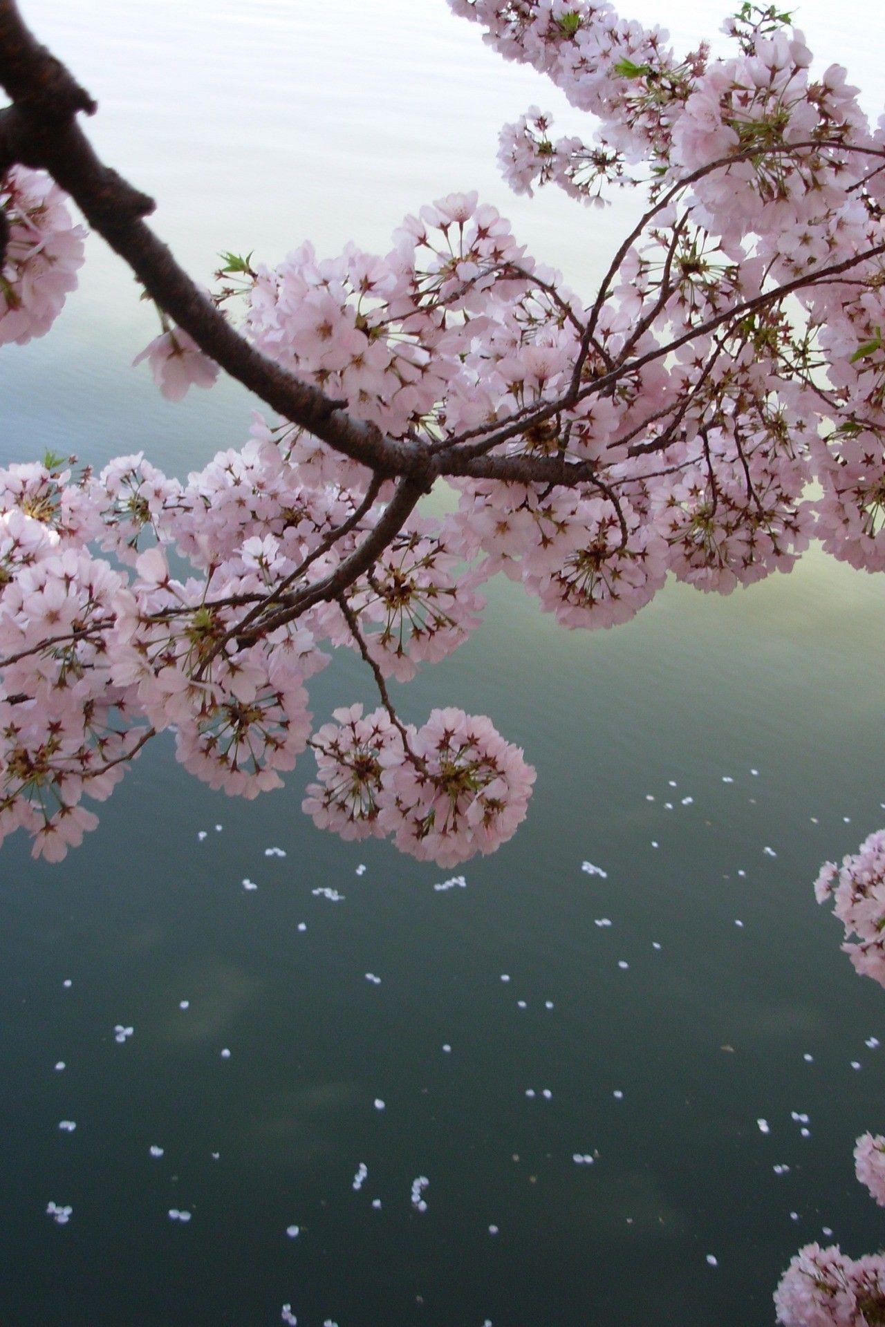 Flower Tree Wallpapers - Top Free Flower Tree Backgrounds - WallpaperAccess
