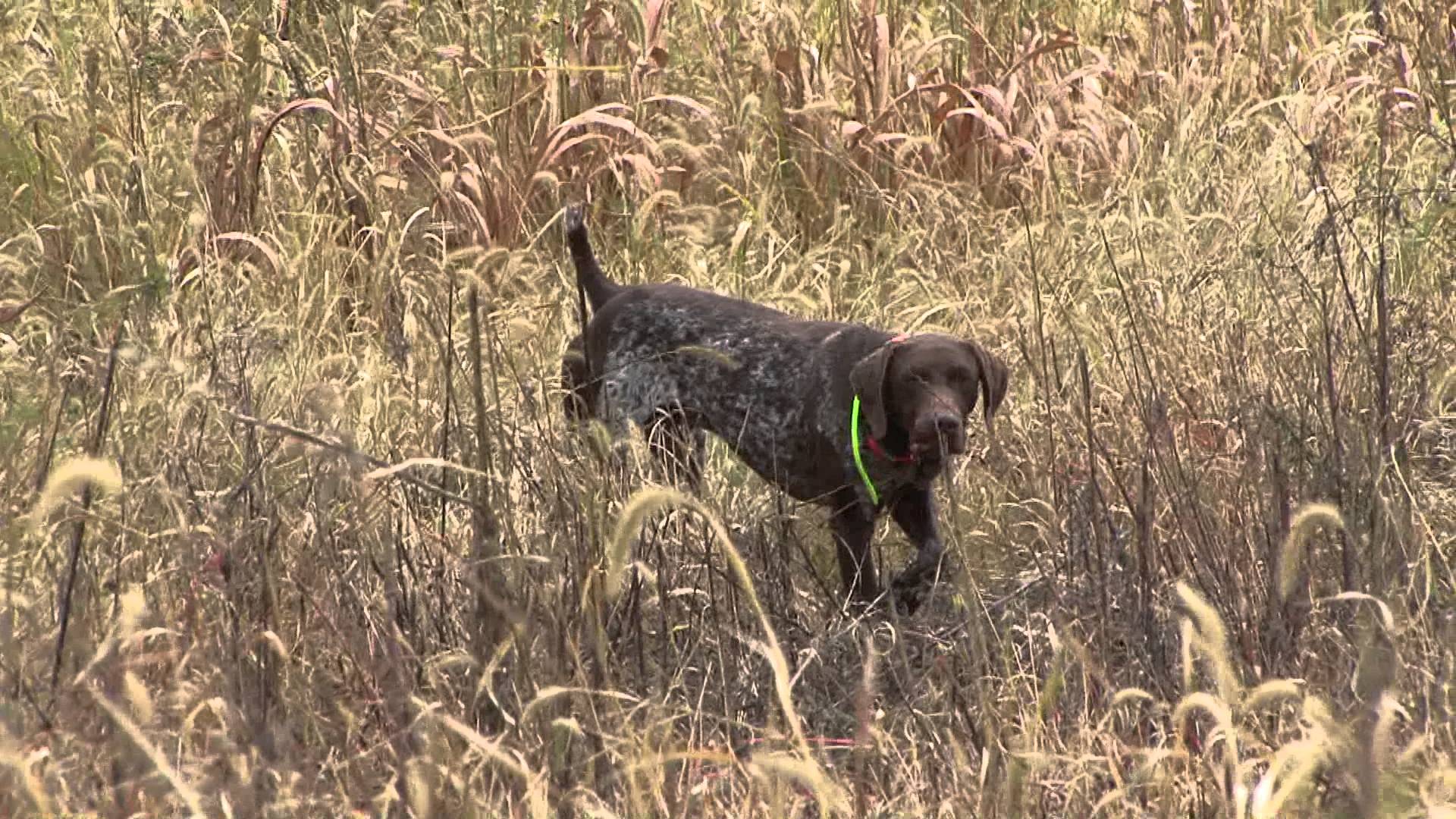 Upland Hunting Wallpapers - Top Free Upland Hunting Backgrounds ...