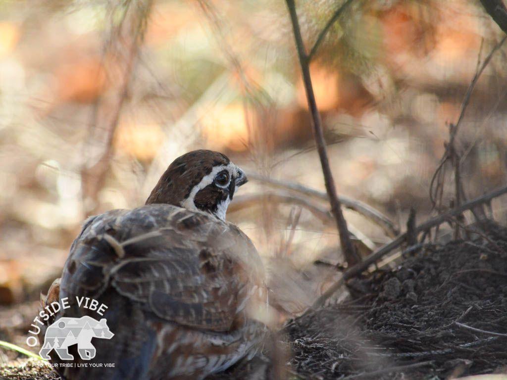 Upland Hunting Wallpapers - Top Free Upland Hunting Backgrounds ...