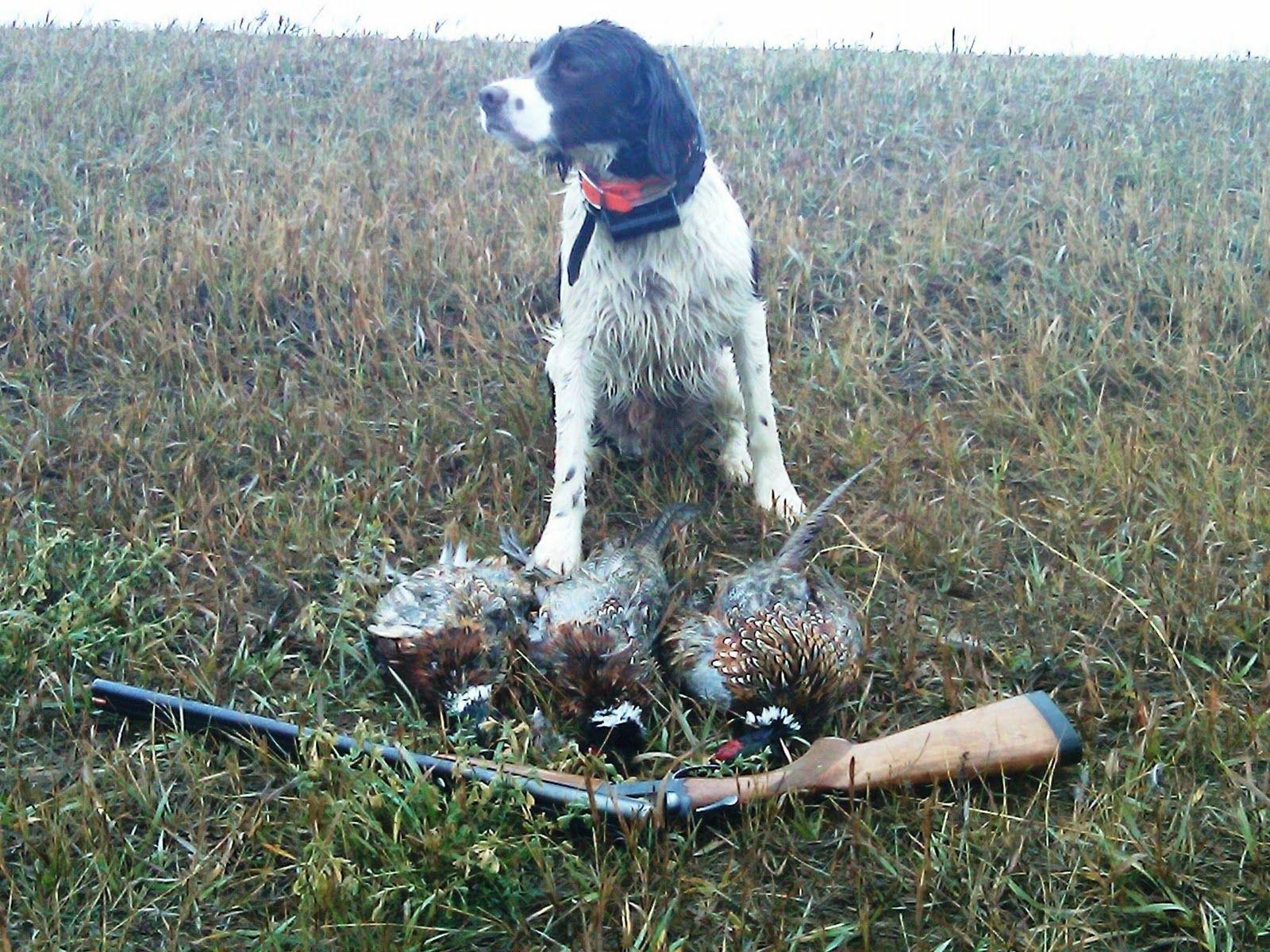 Upland Hunting Wallpapers - Top Free Upland Hunting Backgrounds ...